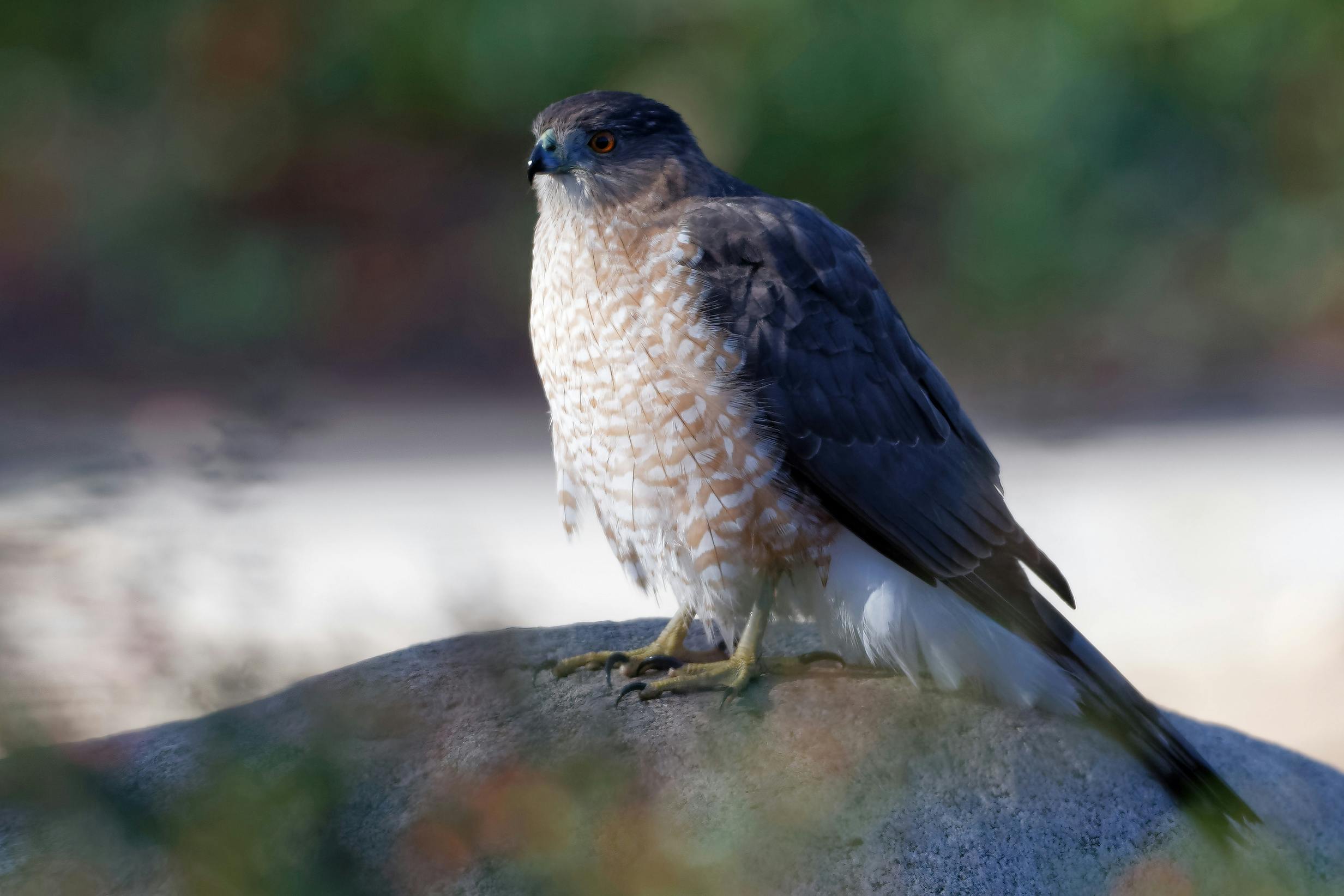 Brown Hawk on Focus Photo · Free Stock Photo