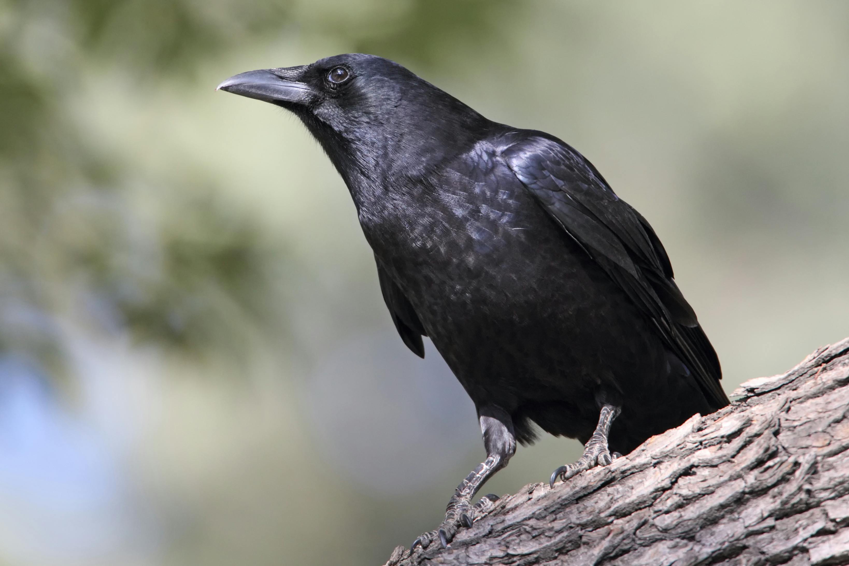 Black Bird Photos, Download The BEST Free Black Bird Stock Photos & HD ...