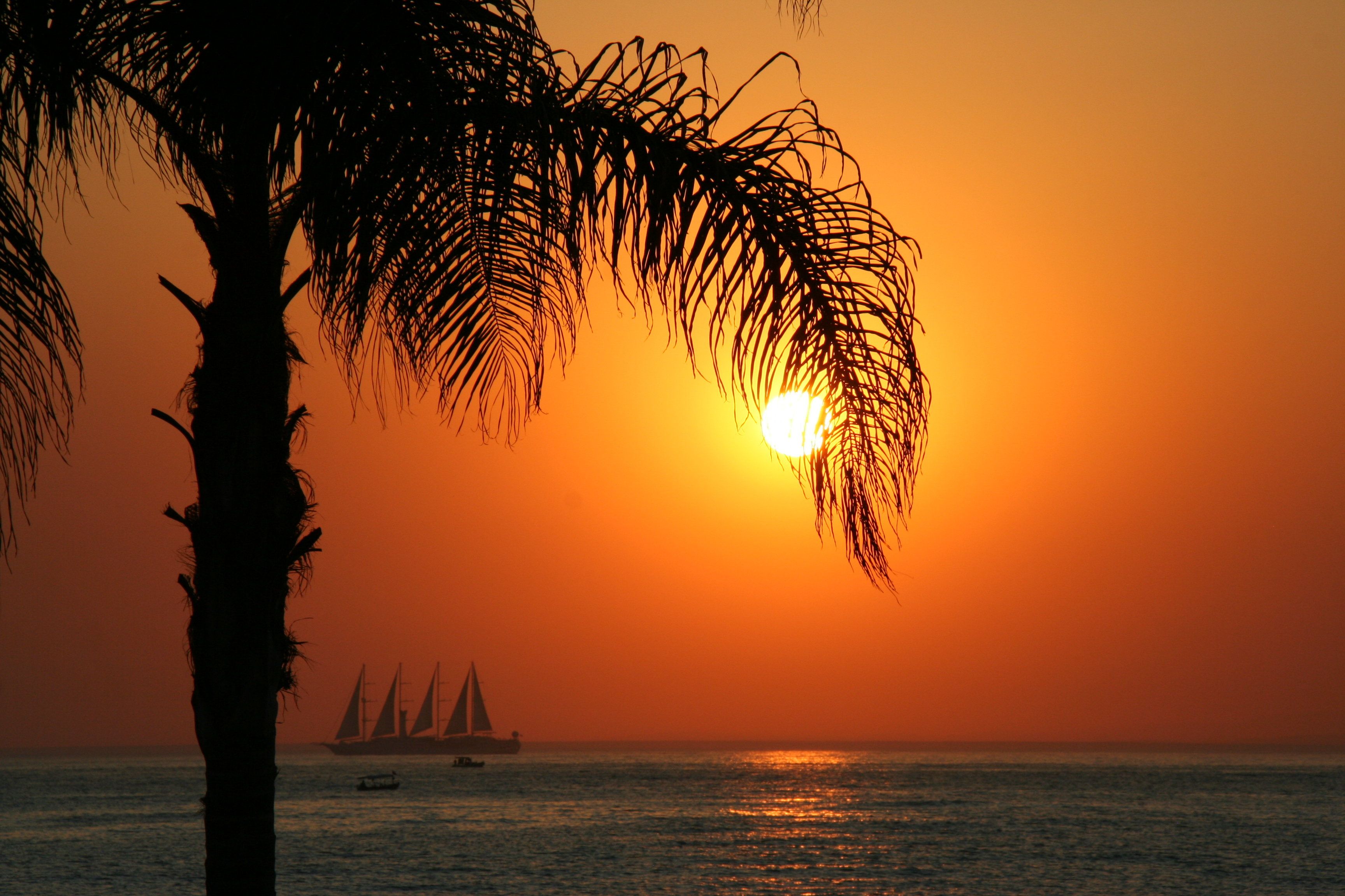 Palm Tree Leaves and Sea · Free Stock Photo
