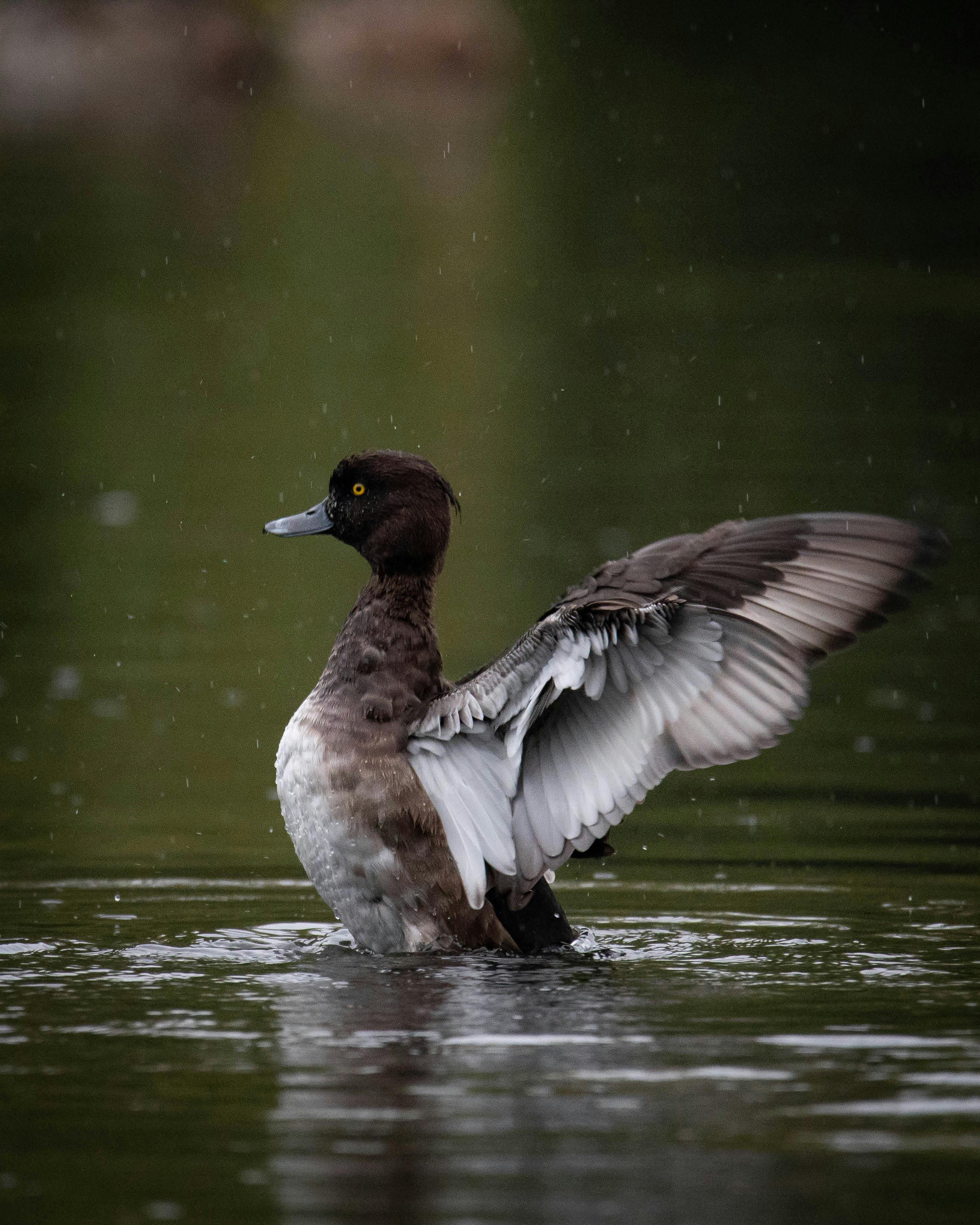 Close-Up Photo of Tufted Duck on Water · Free Stock Photo
