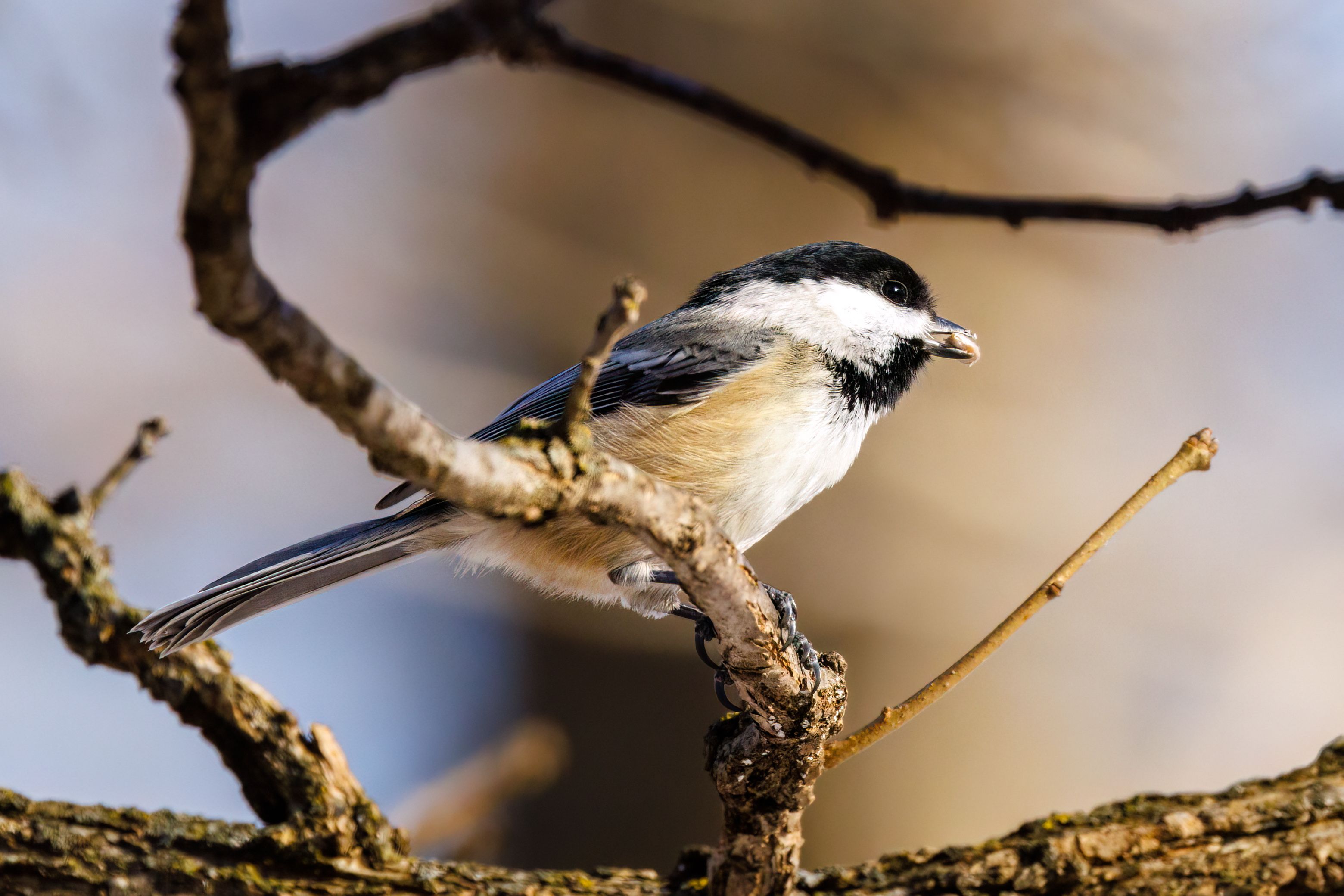Close-Up Shot of a Black-Capped Chickadee Perched on the Branch · Free ...