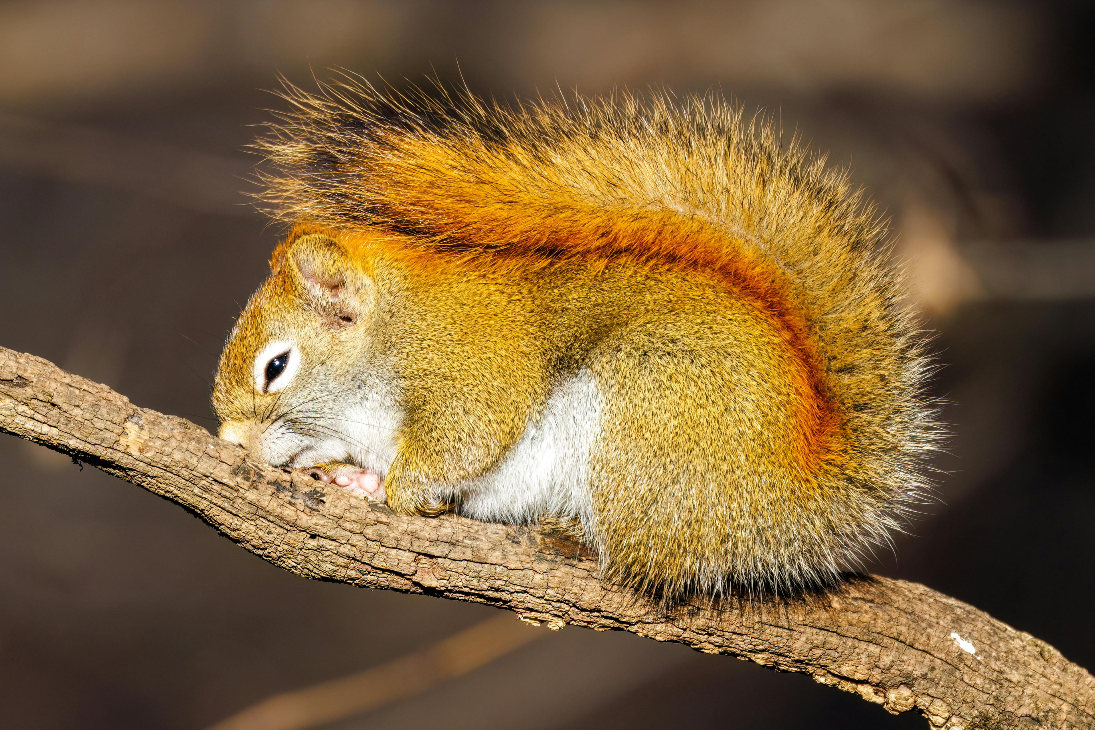 Close-Up Photo of Red-tailed Squirrel · Free Stock Photo