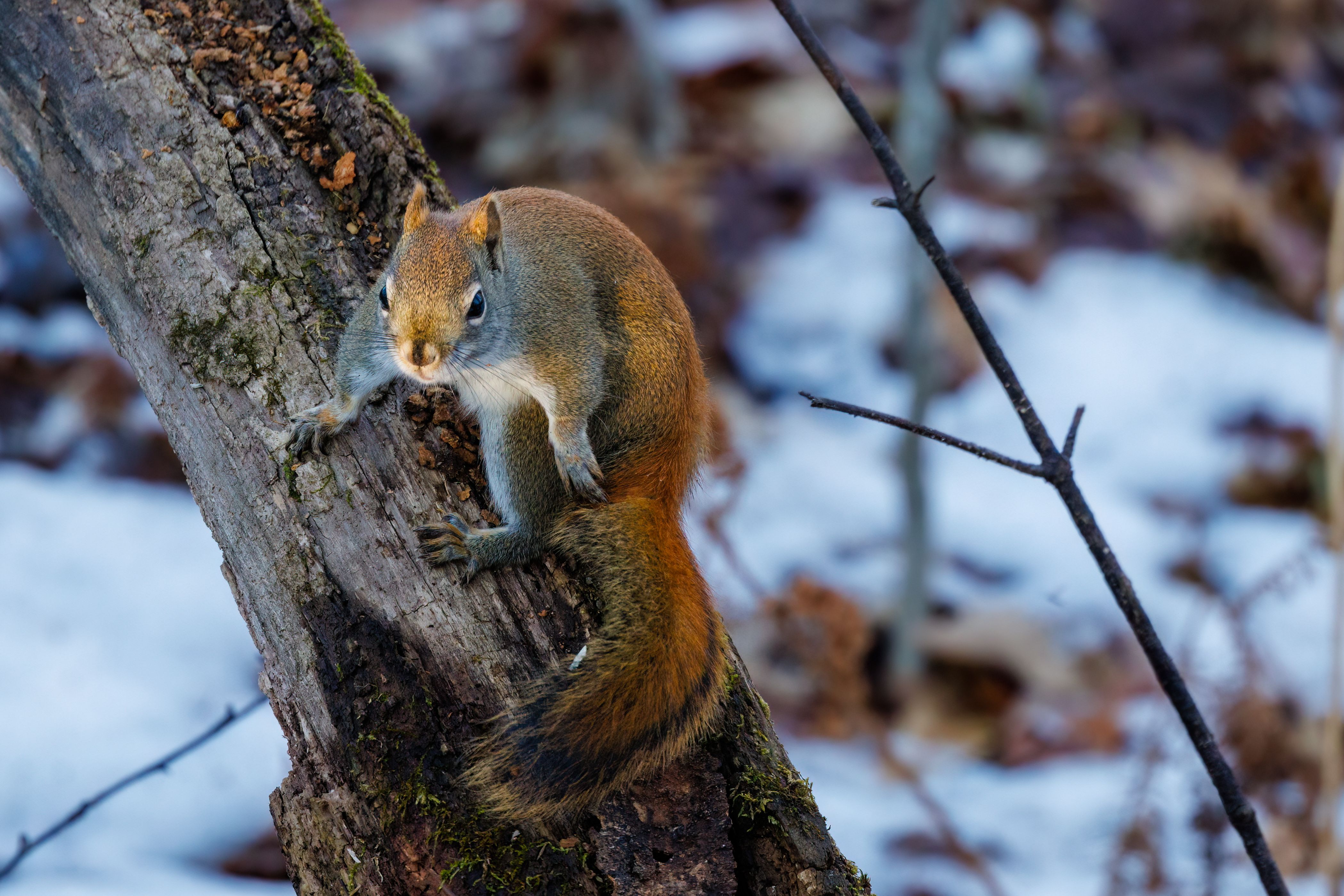 Close-Up of a Squirrel on a Tree Trunk · Free Stock Photo