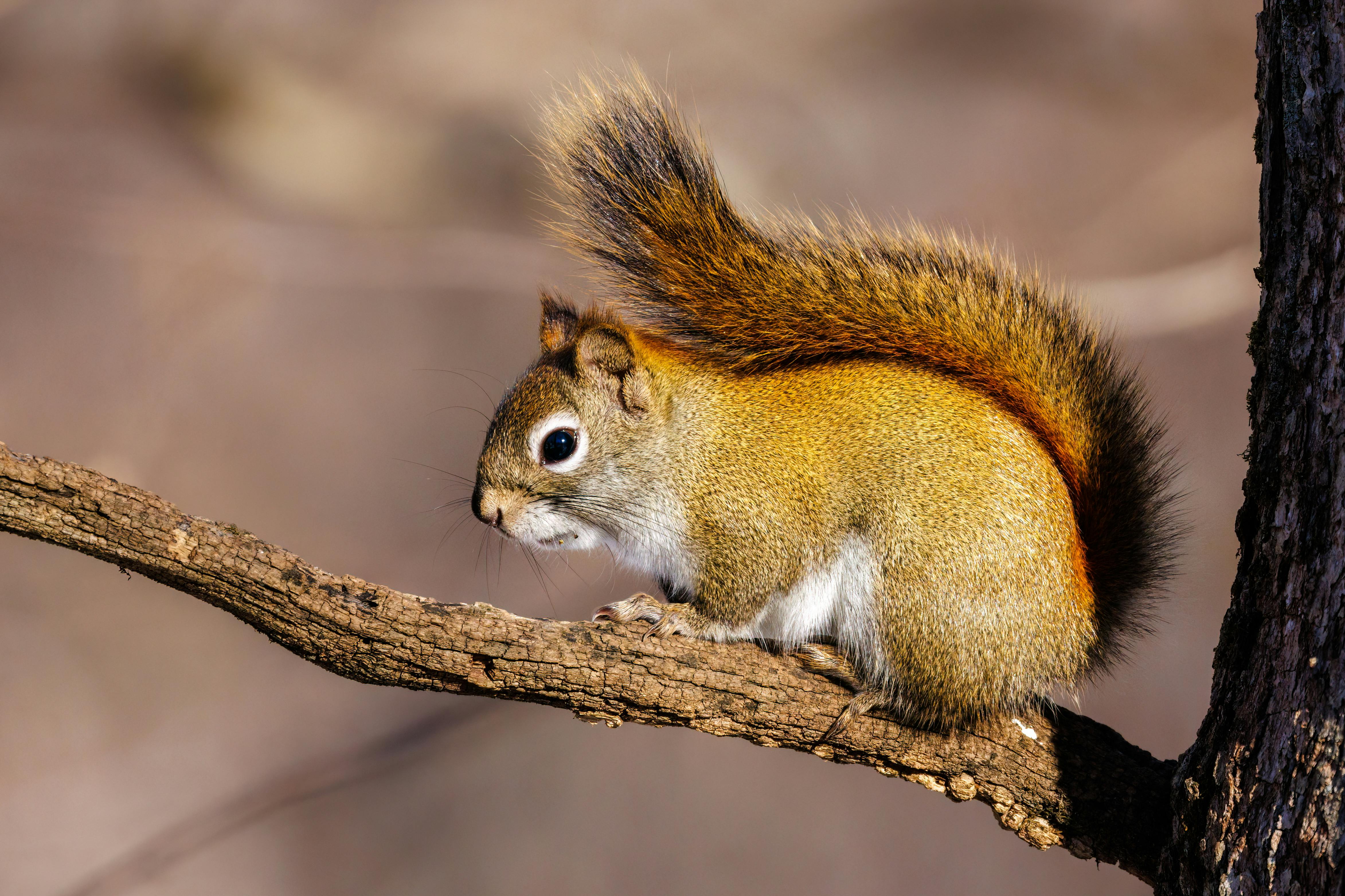 A Squirrel on a Branch · Free Stock Photo