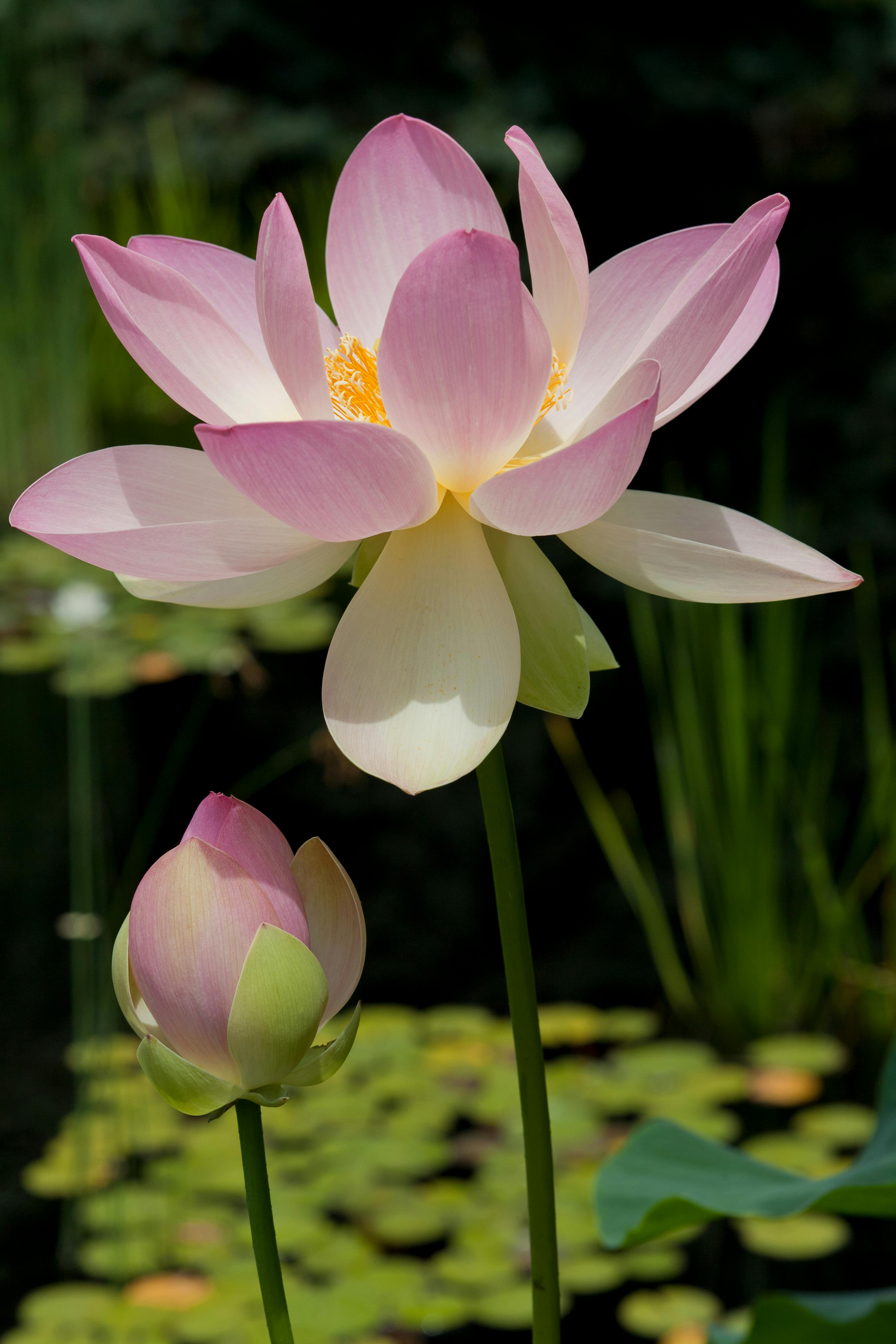 Lotus Flower in Bloom · Free Stock Photo
