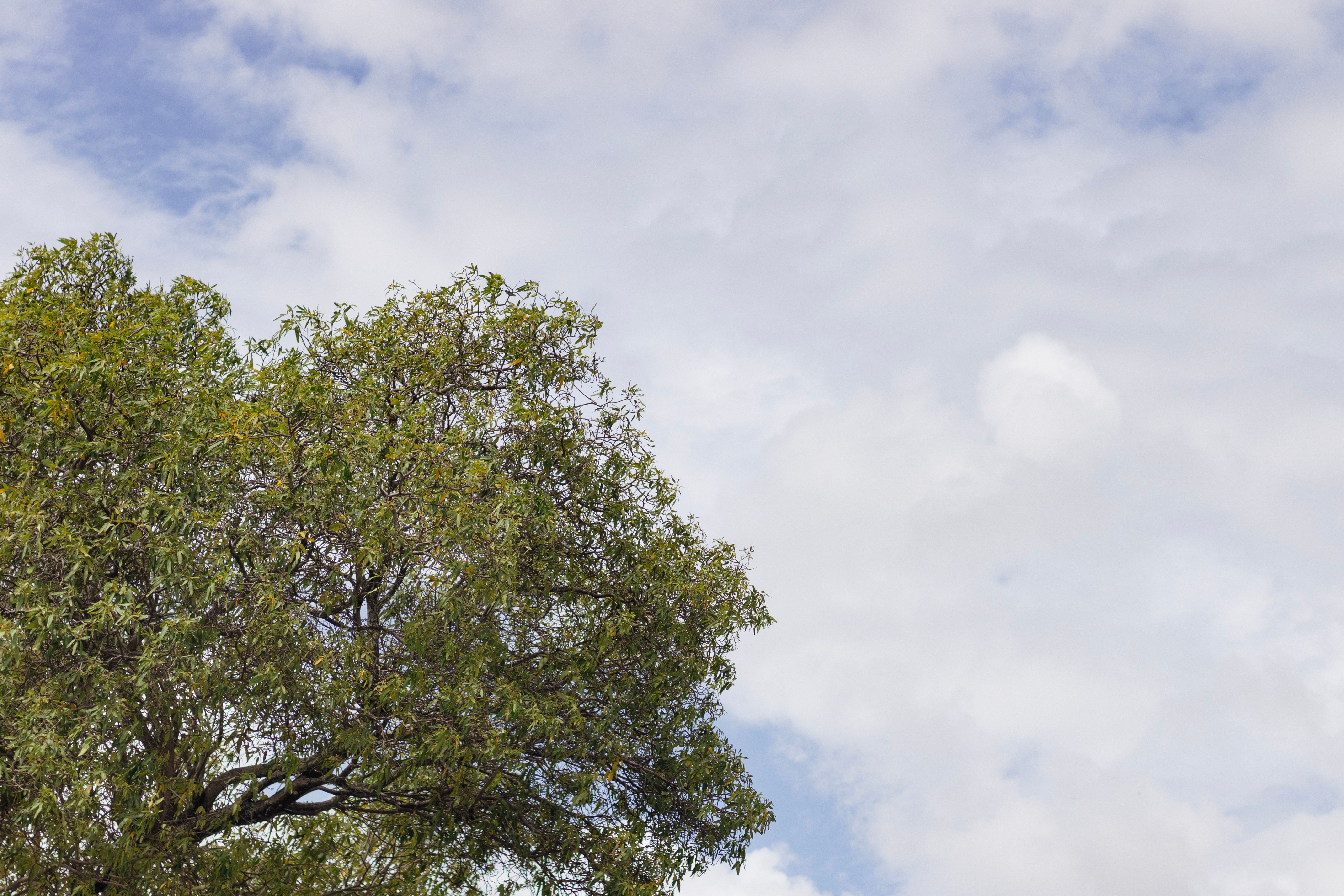 A Tree under a Cloudy Sky · Free Stock Photo