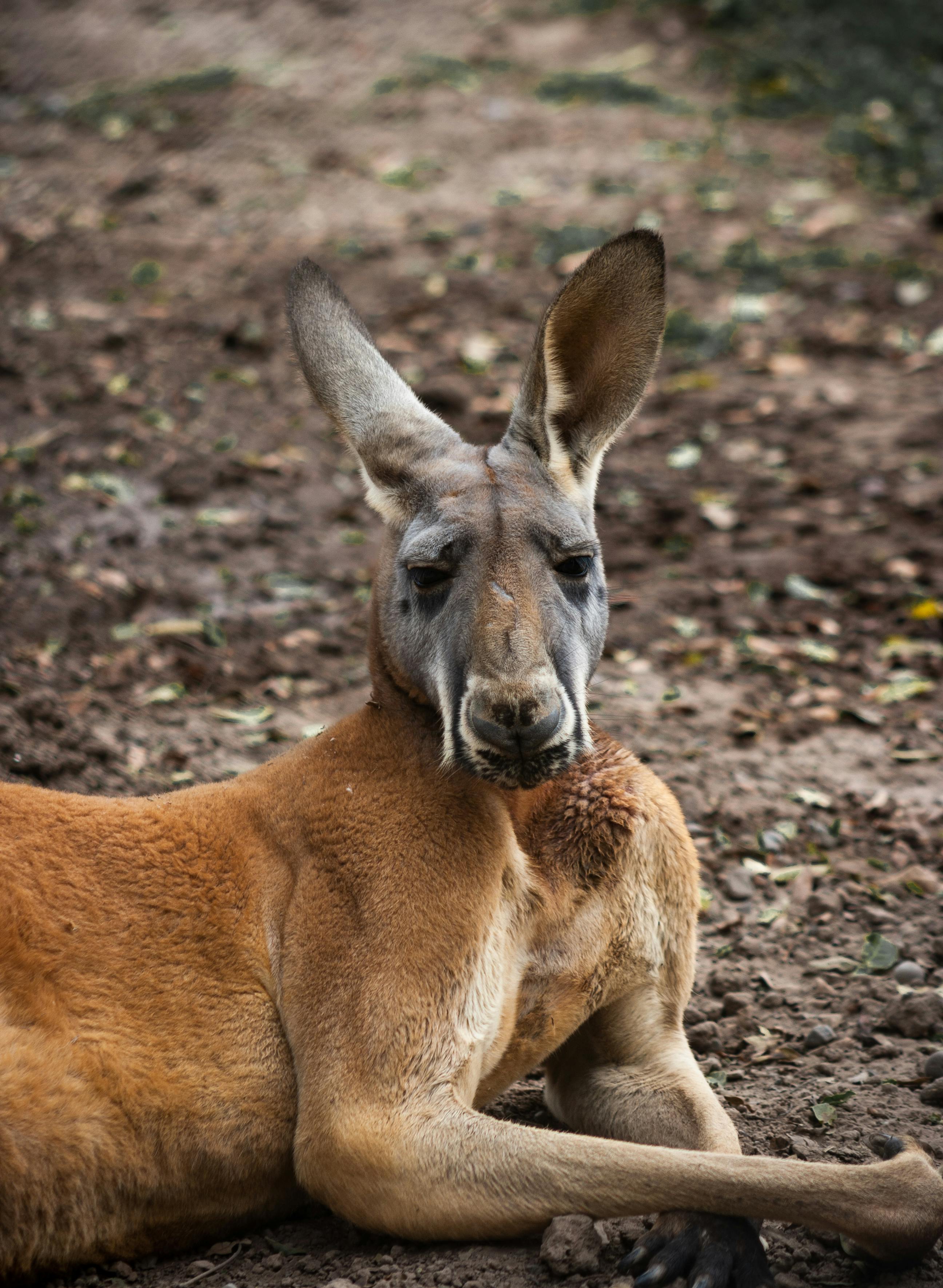 Close-Up Shot of a Kangaroo · Free Stock Photo