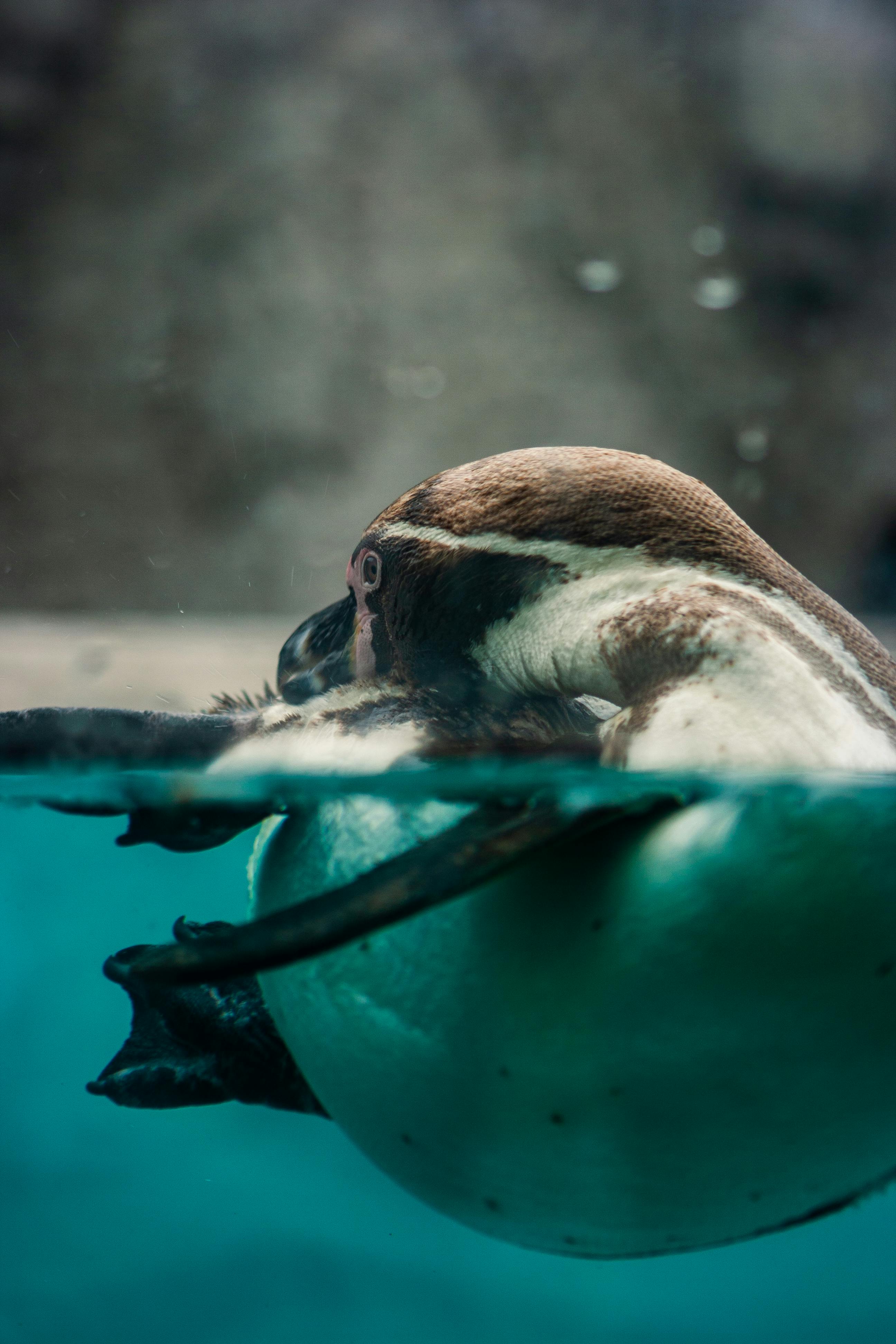 A Penguin in the Water · Free Stock Photo