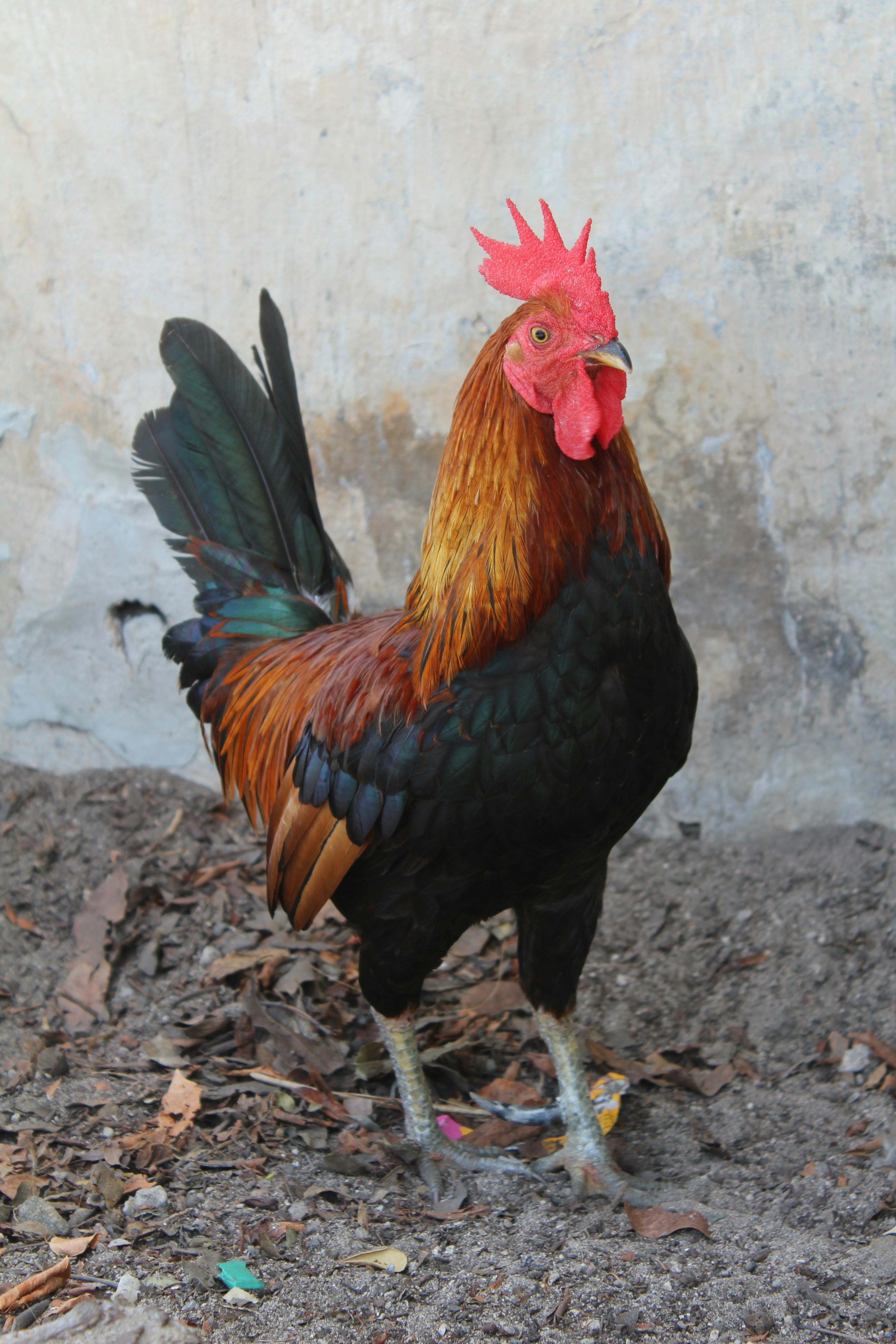 Cockerel Standing on the Ground · Free Stock Photo