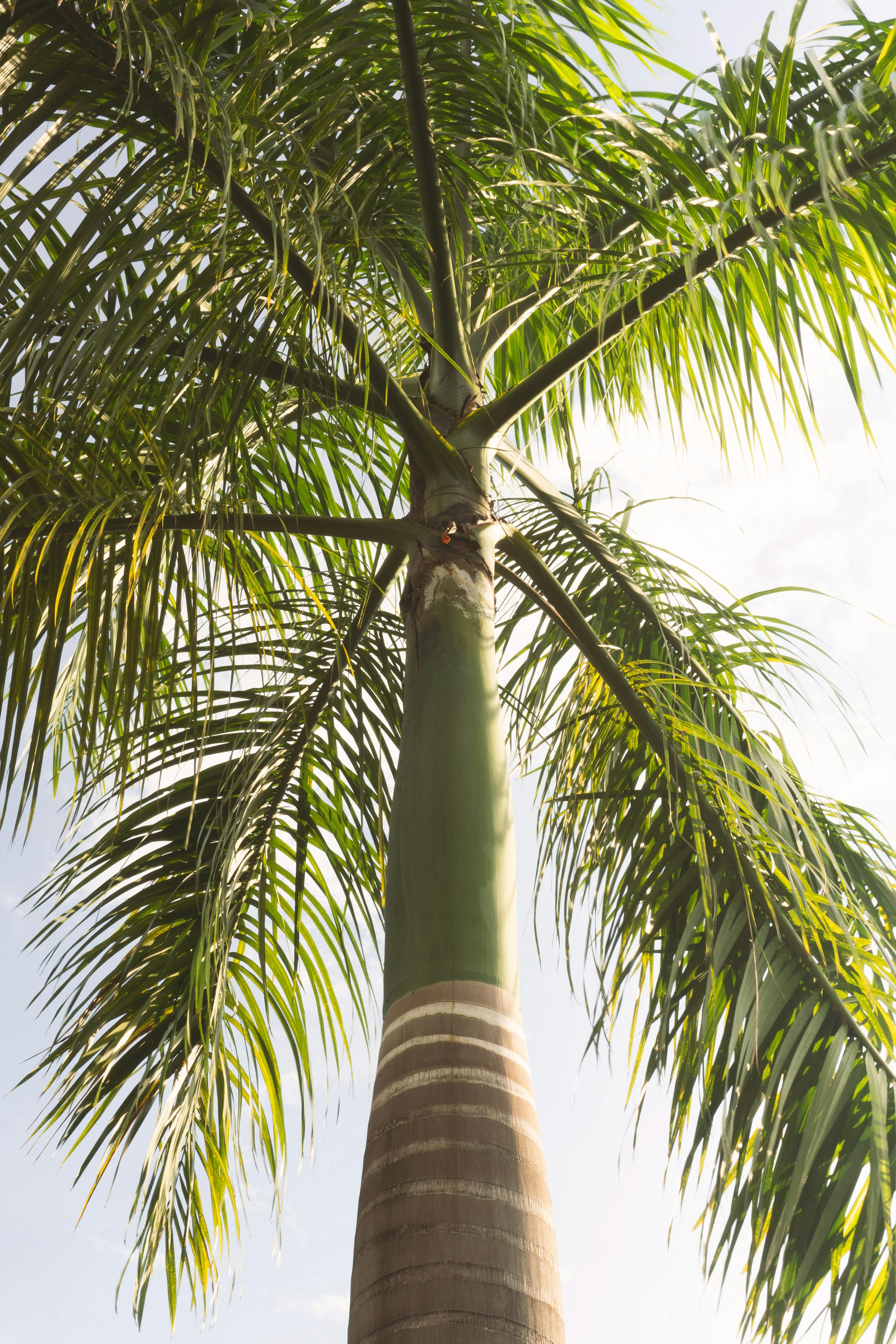 Green Palm Tree Beside Concrete Column · Free Stock Photo
