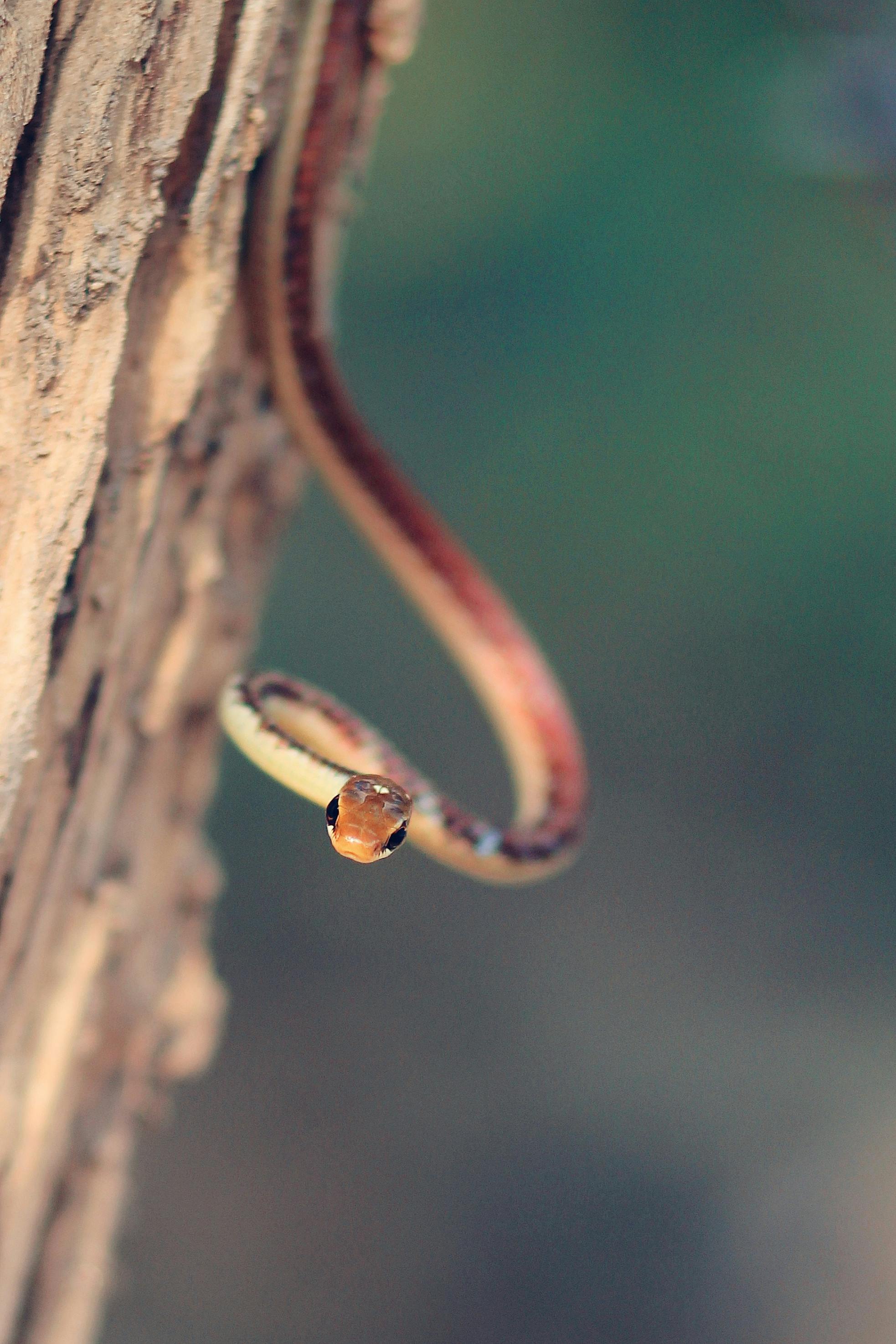 Tree Snake Photos, Download The BEST Free Tree Snake Stock Photos & HD ...