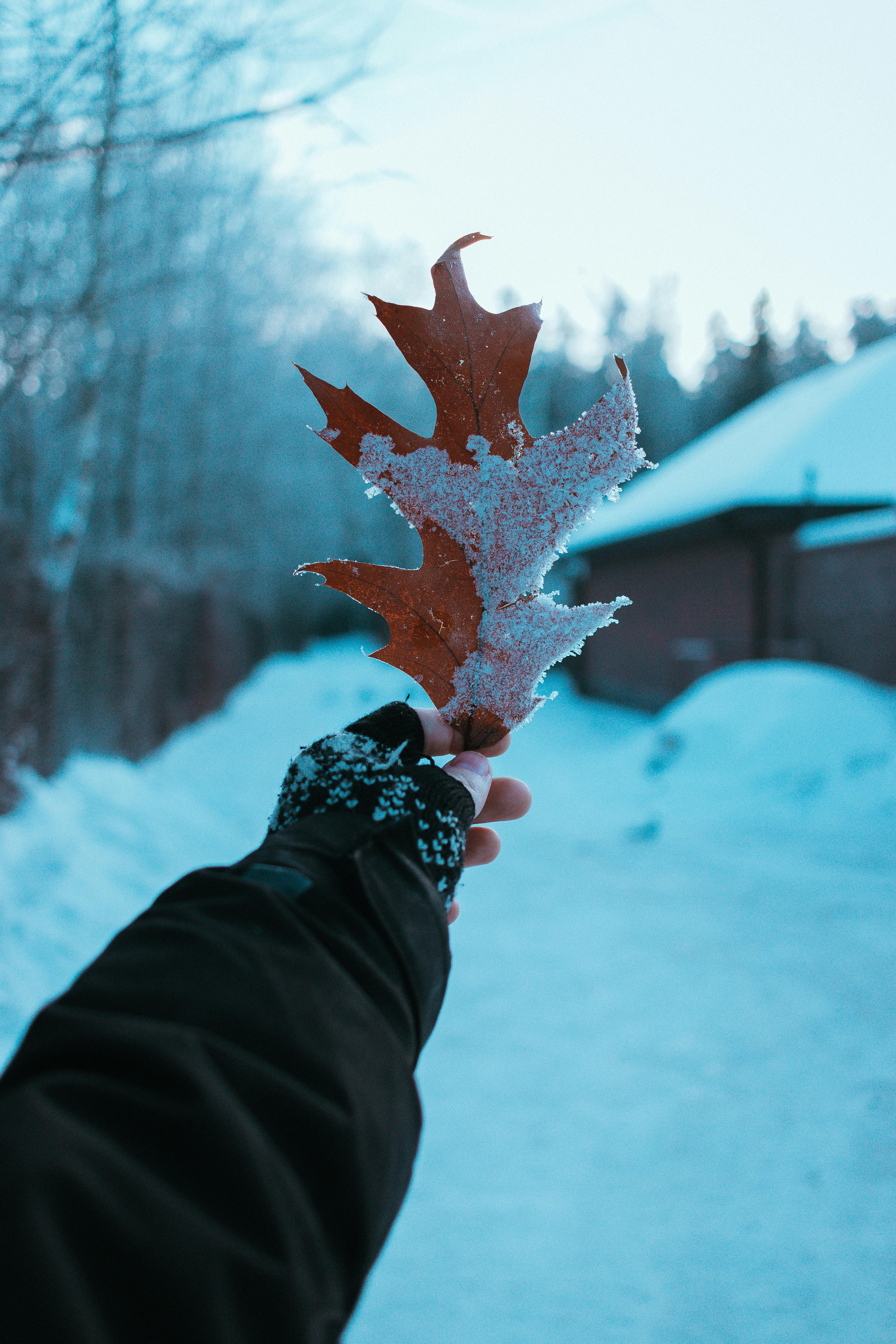 Hand Holding a Brown Leaf with Snow · Free Stock Photo