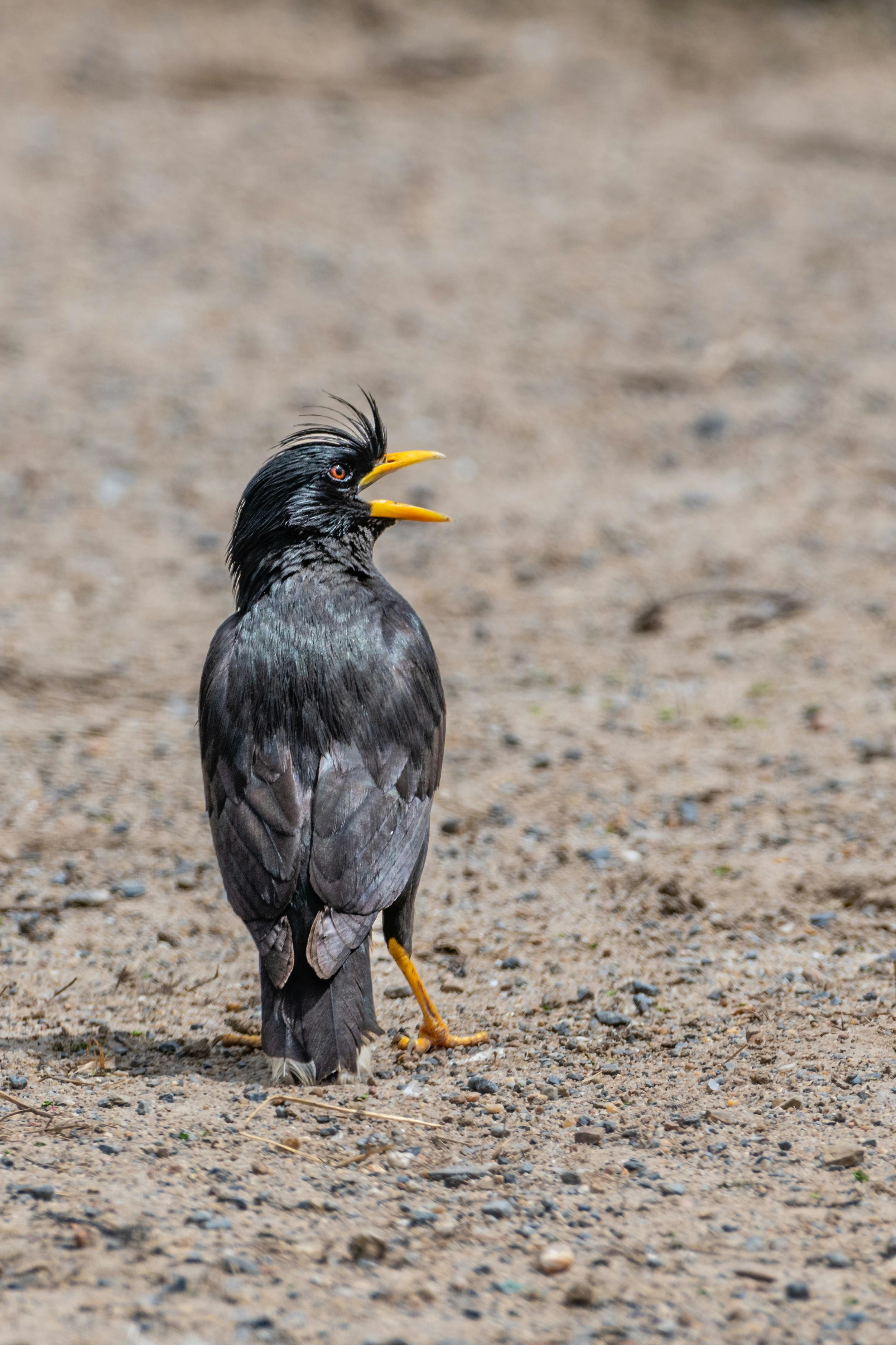 Great Myna Bird on the Ground · Free Stock Photo