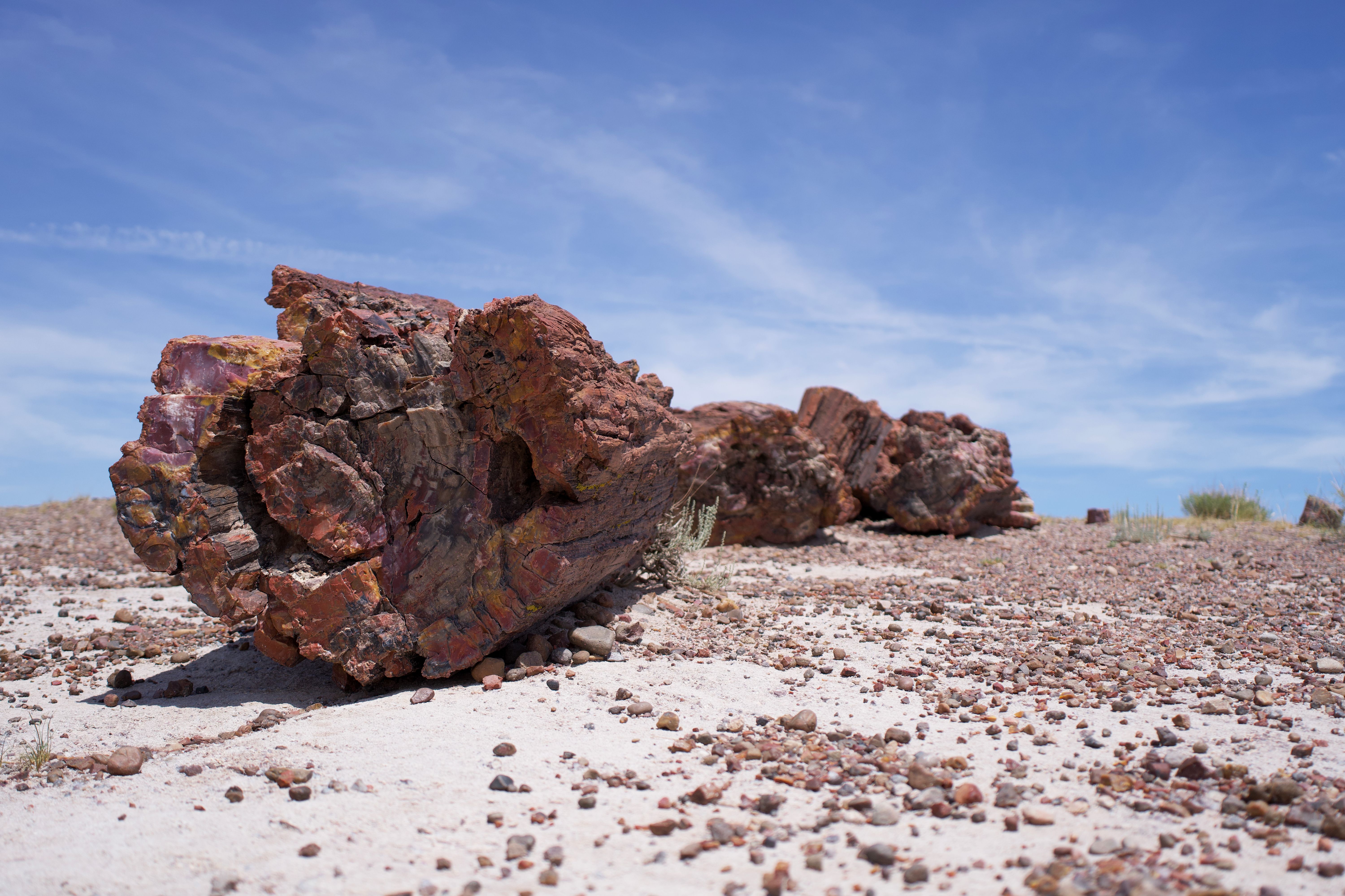 Petrified Photos, Download The BEST Free Petrified Stock Photos & HD Images
