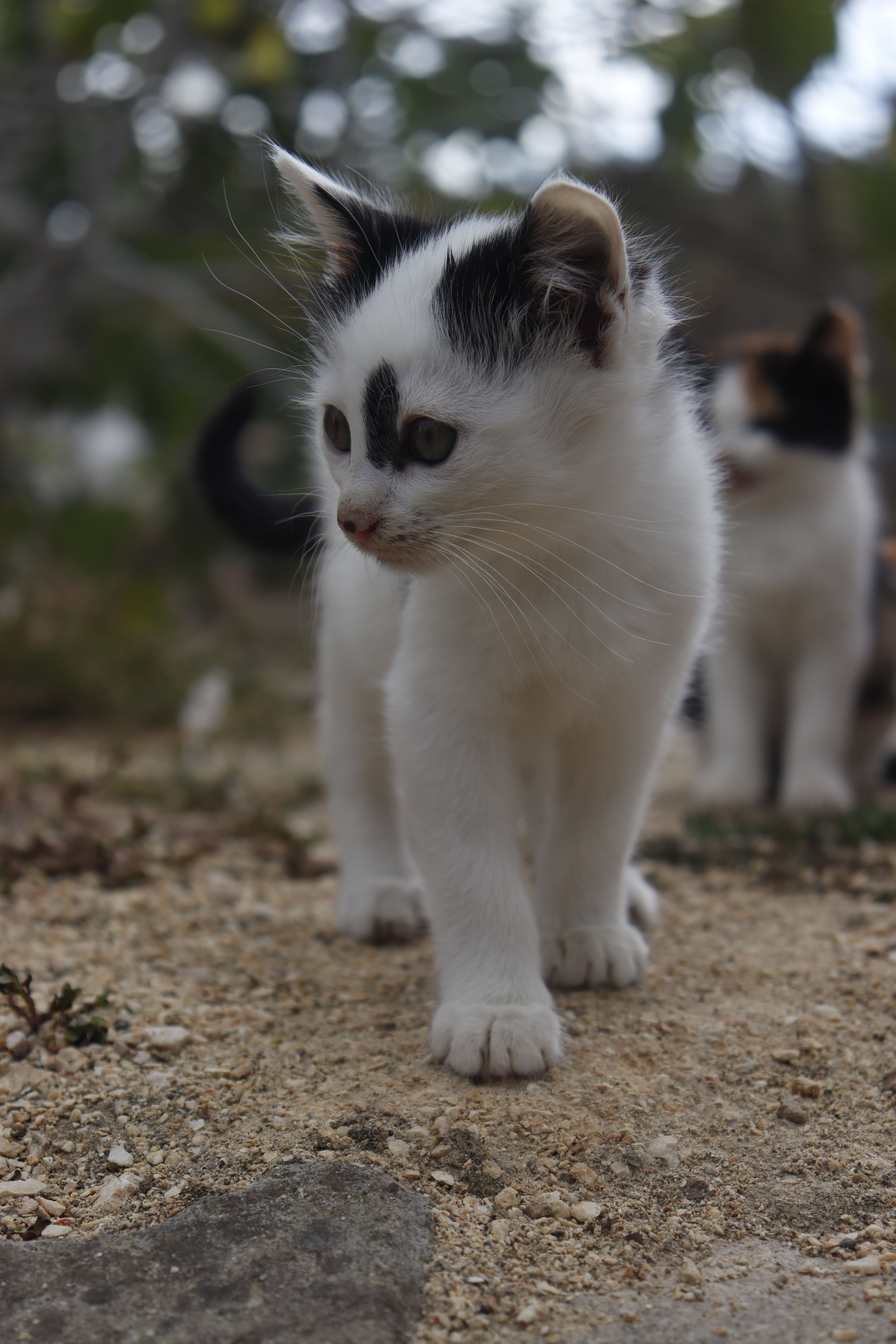 Cute Kitten Peeking Out from behind Drying Laundry · Free Stock Photo