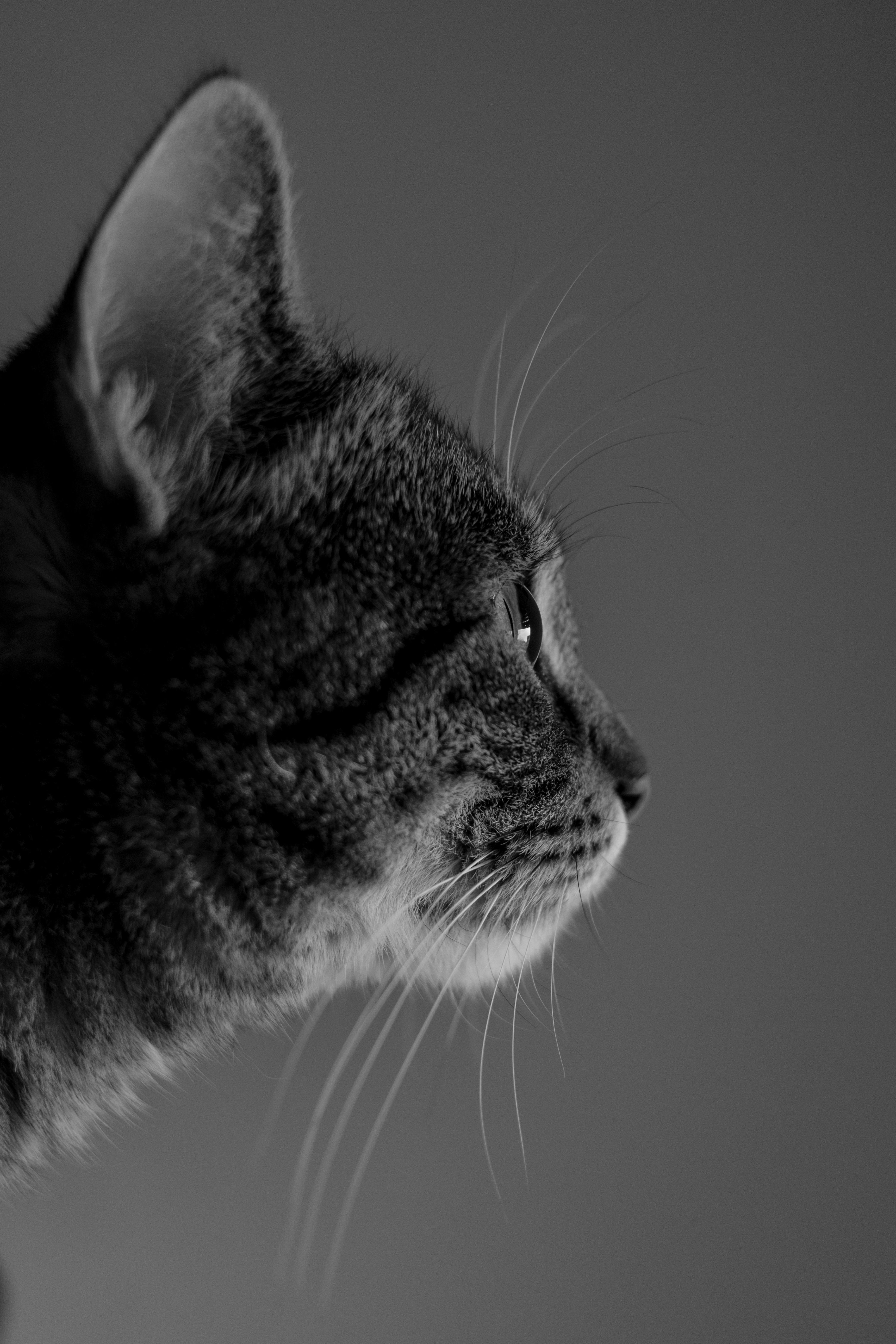 Close-Up Shot of a Cat · Free Stock Photo