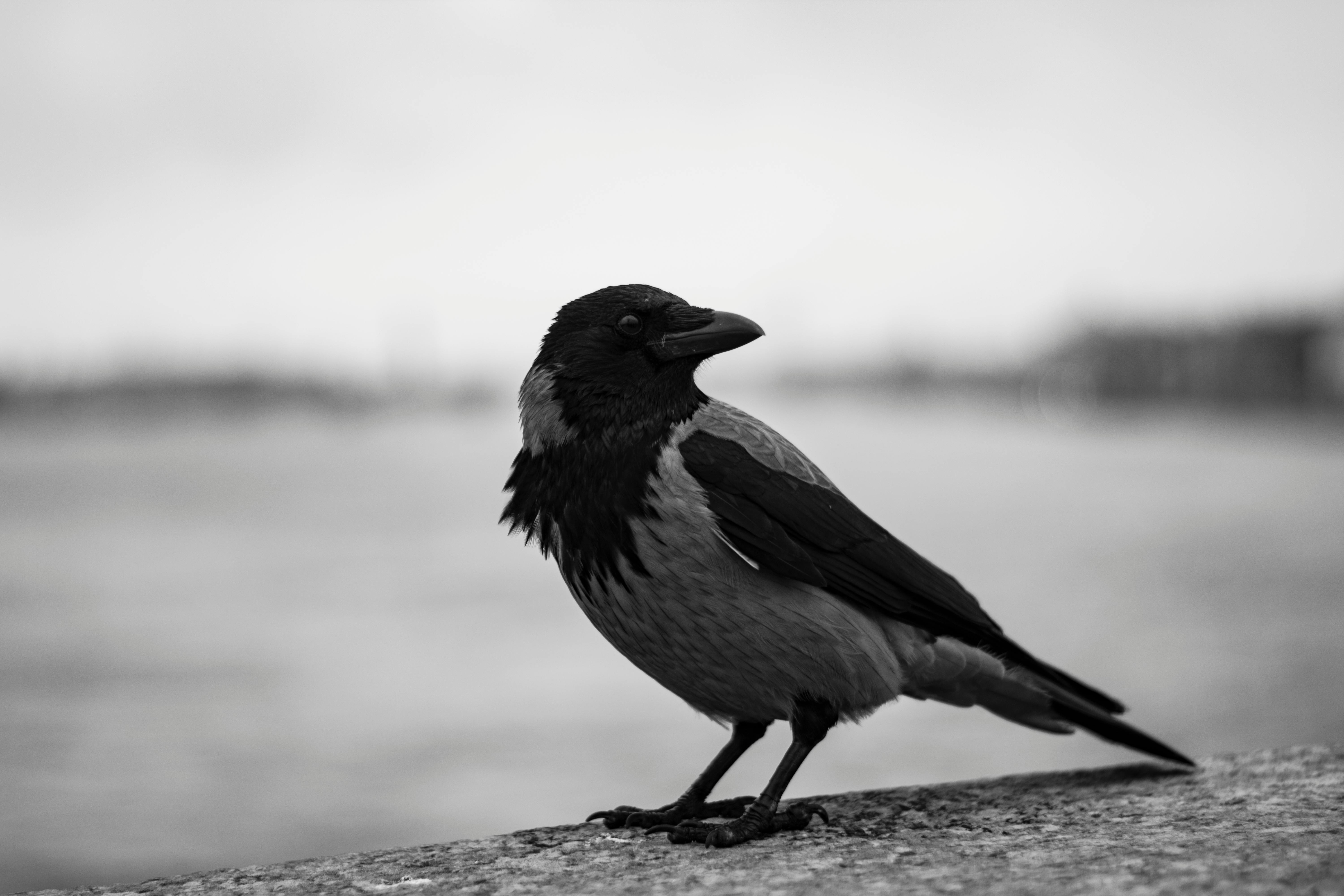 Grayscale Photo of a Hooded Crow · Free Stock Photo