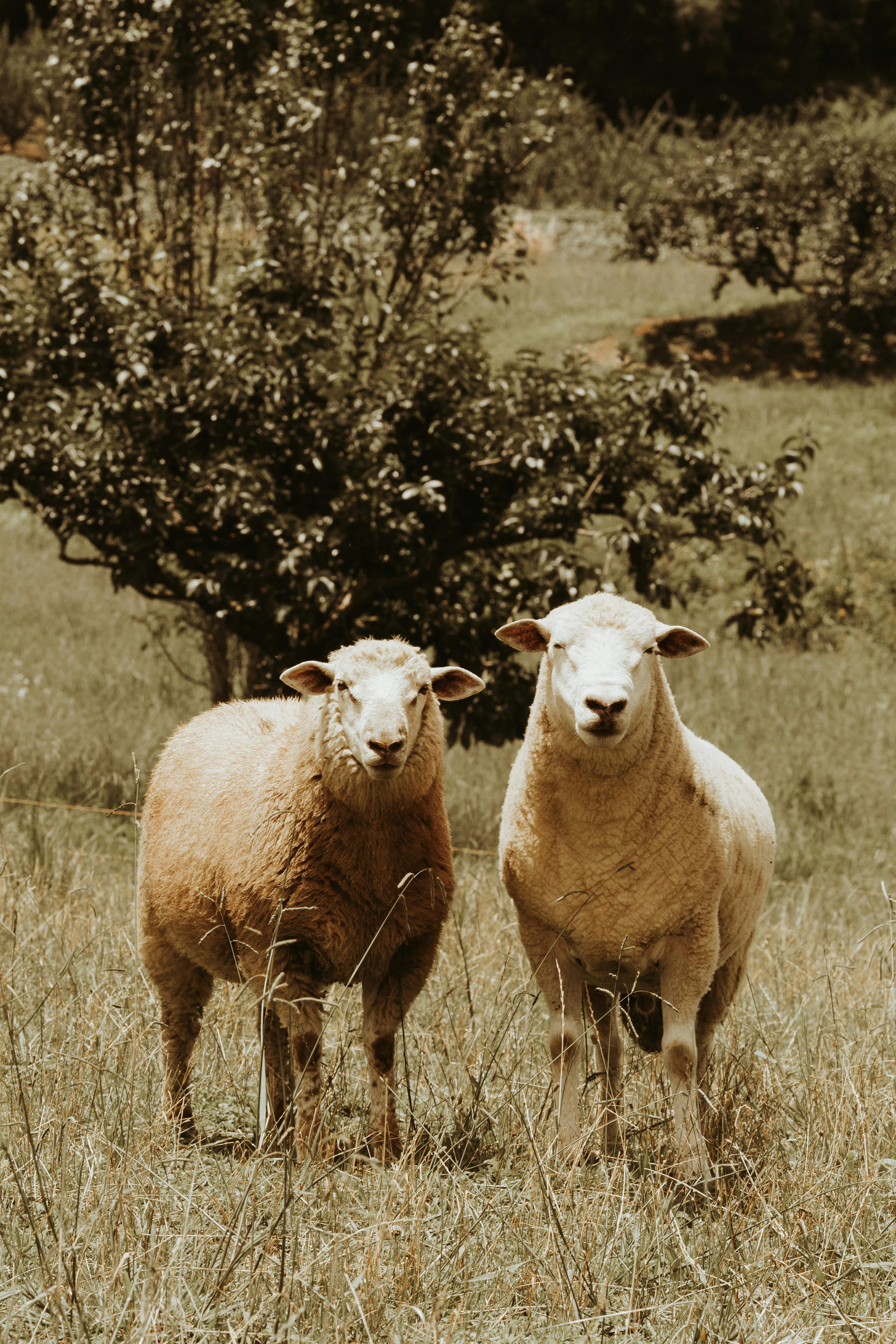 Sheep and Bush behind · Free Stock Photo