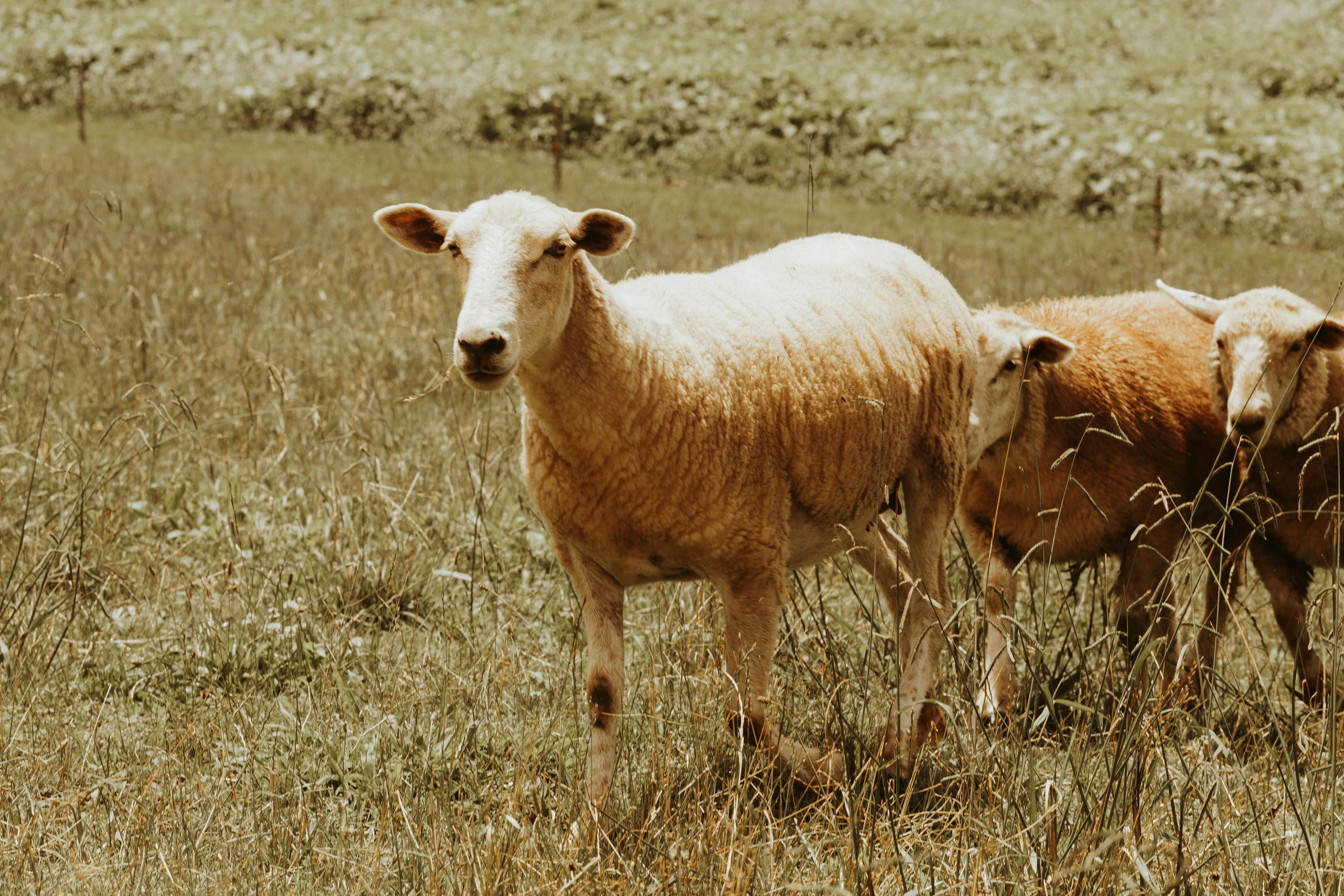 Brown Sheep Walking on Green Grass Field · Free Stock Photo