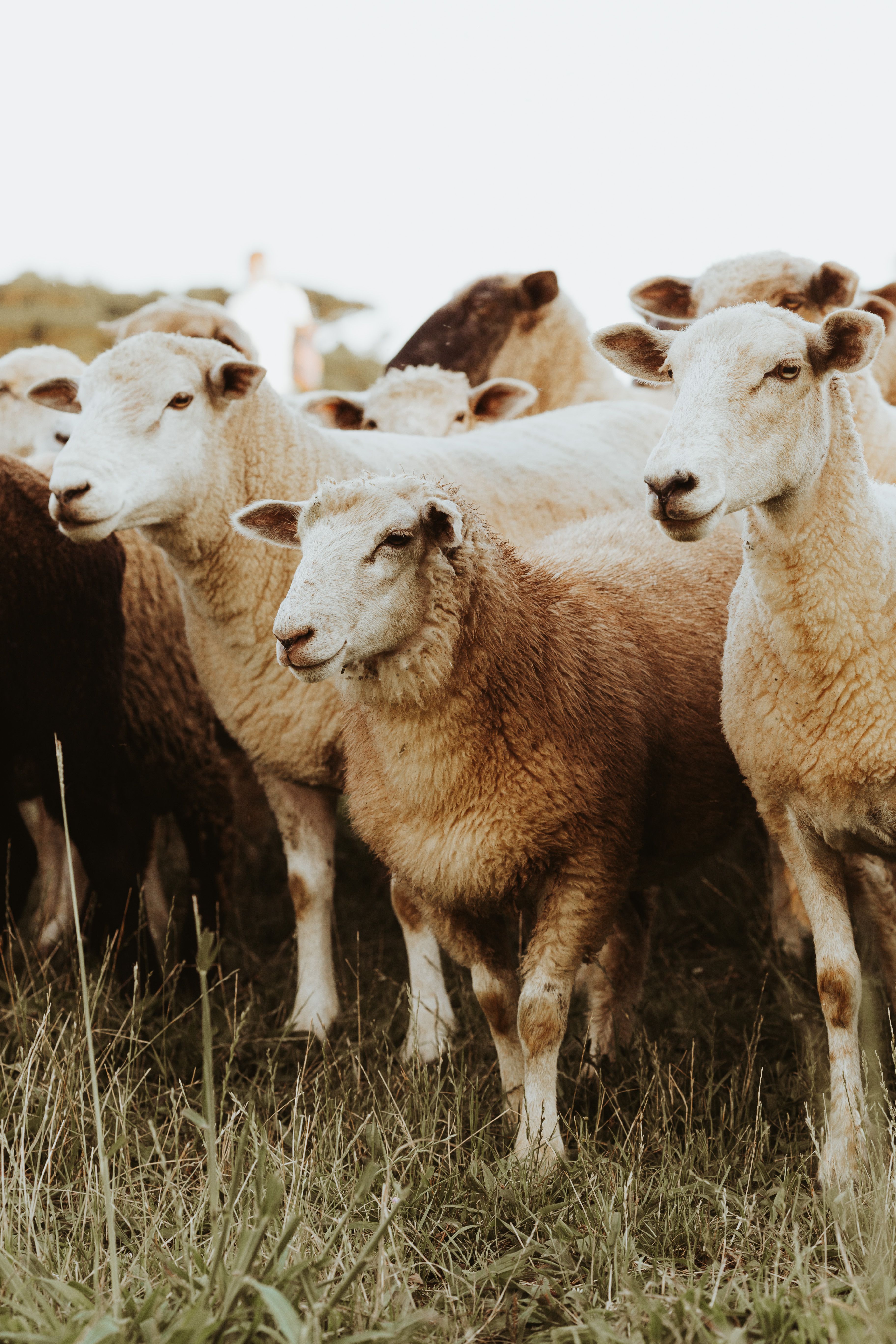 Flock of Sheep on Slope · Free Stock Photo