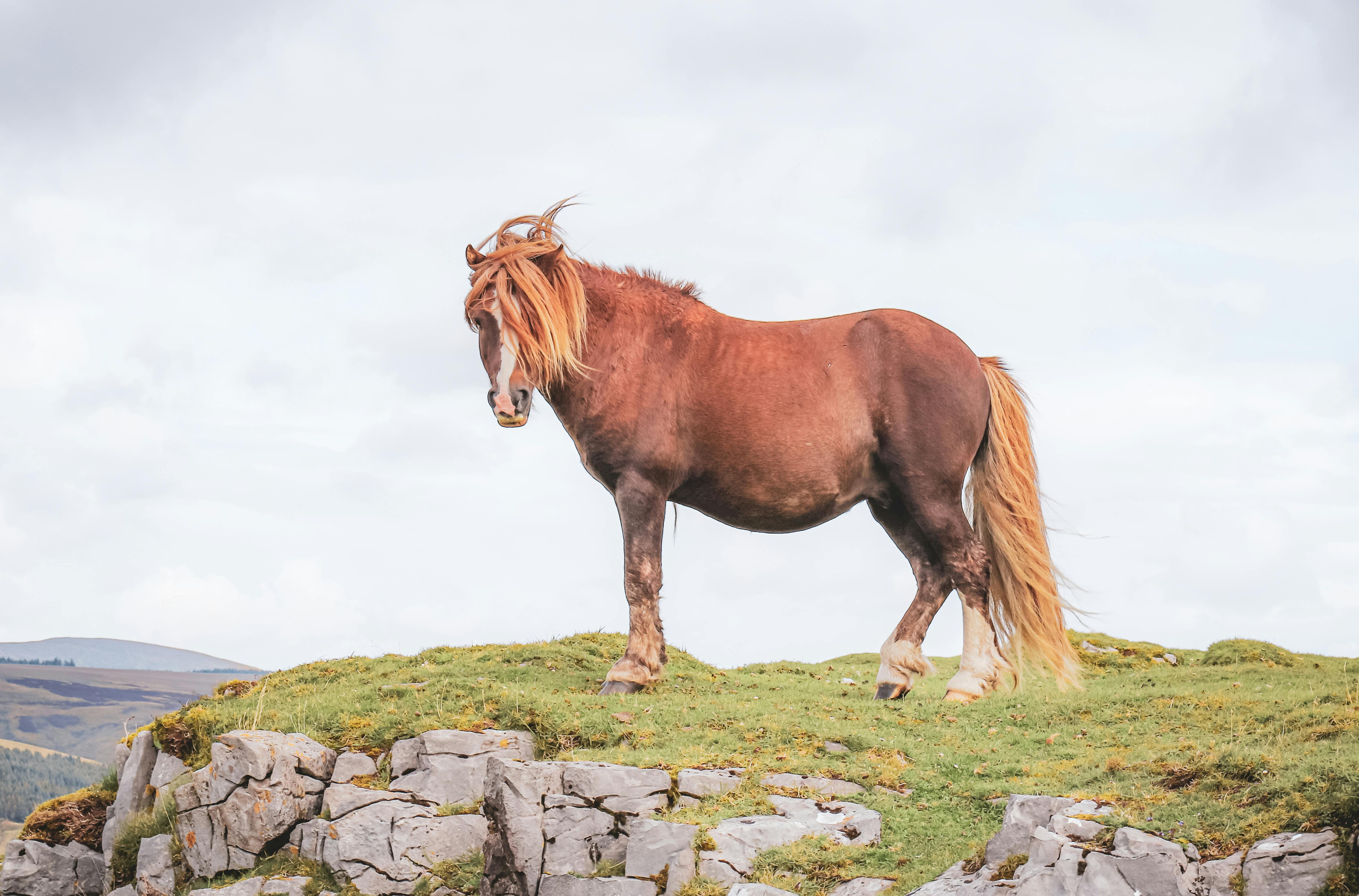 Photo of Brown Horse on the Grass · Free Stock Photo