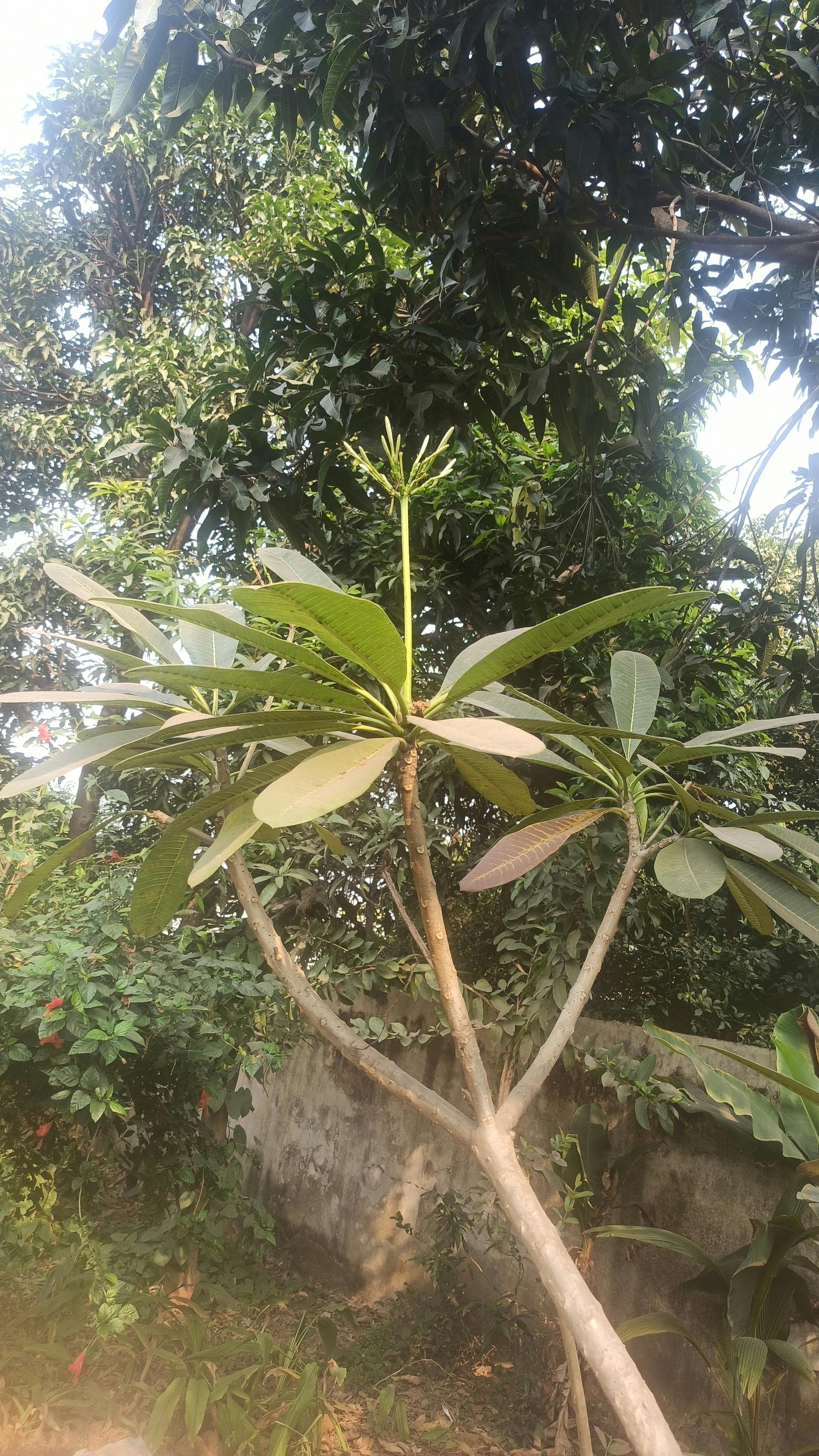 Neeraj Patel - Fotografía