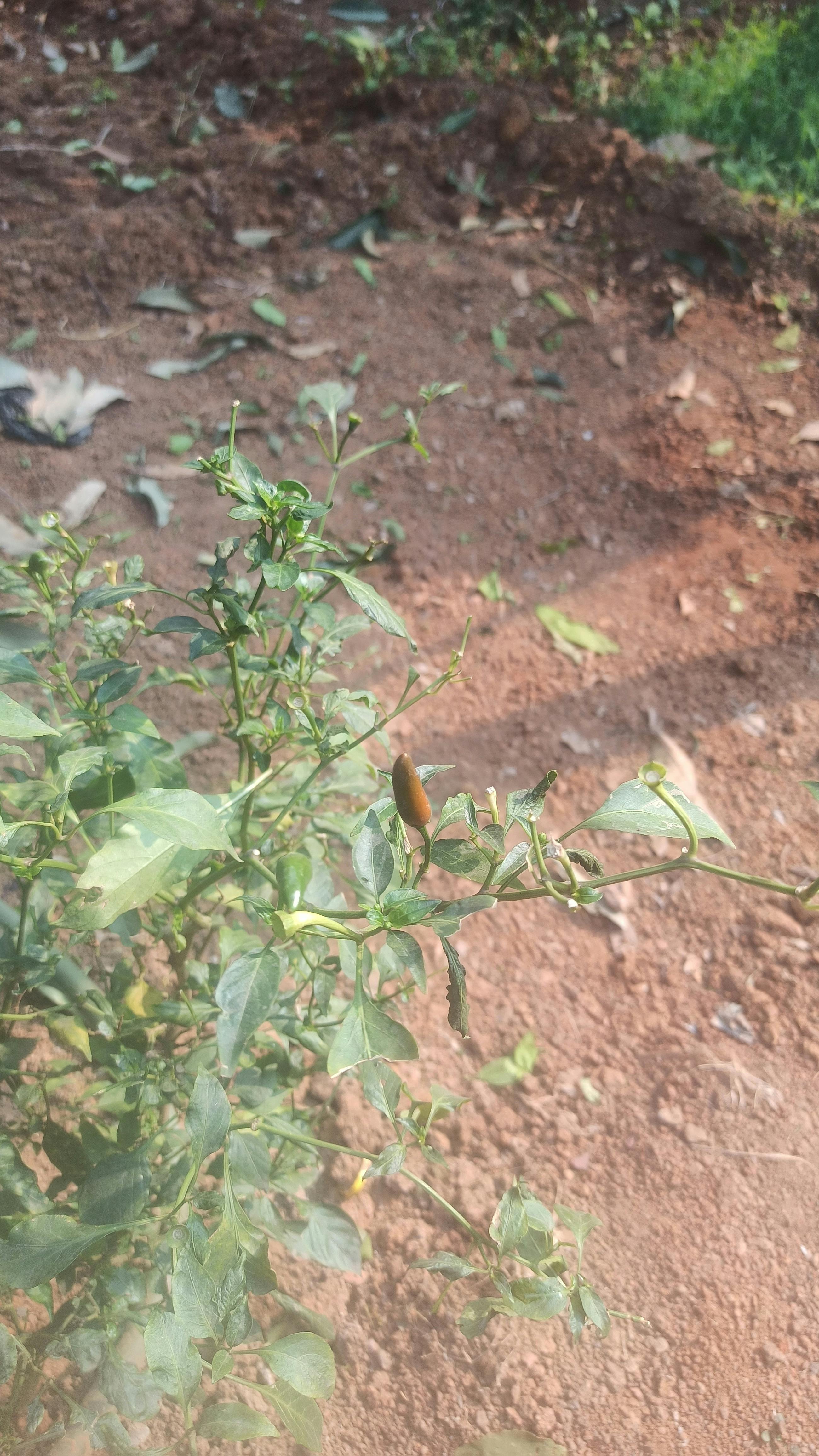 Neeraj Patel - Photography