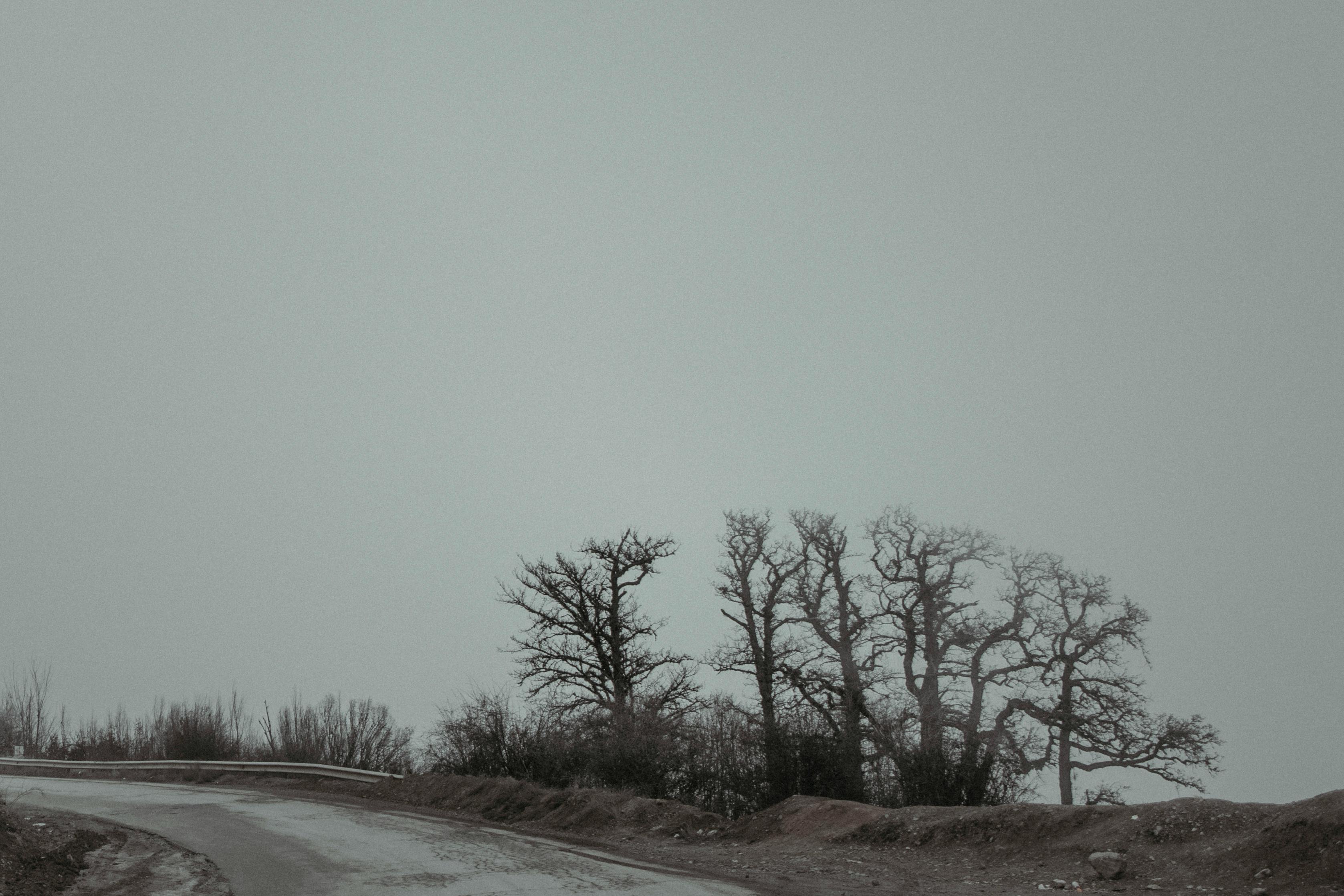 Barren Trees in Winter · Free Stock Photo