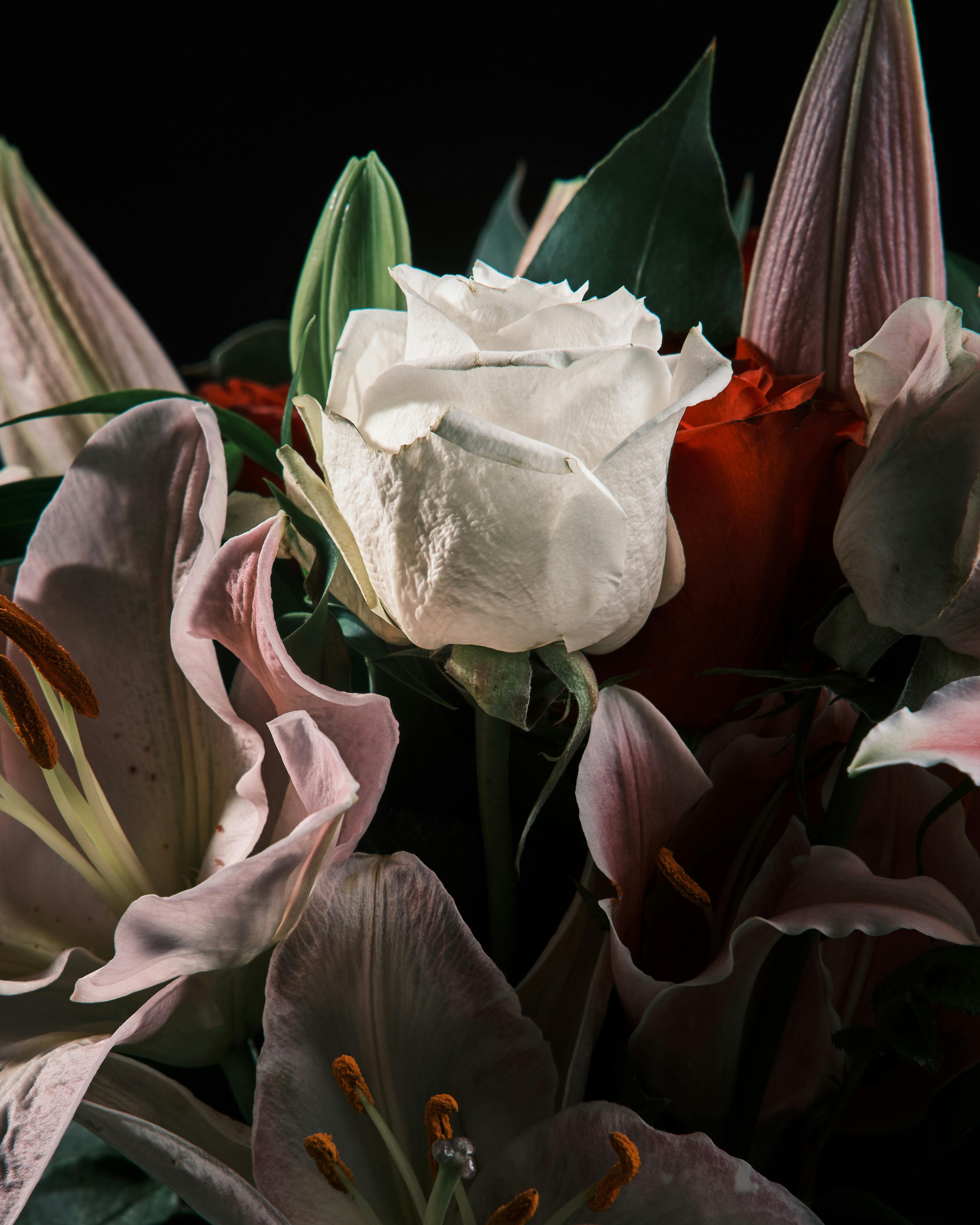 Rose Lilies Photos, Download The BEST Free Rose Lilies Stock Photos ...