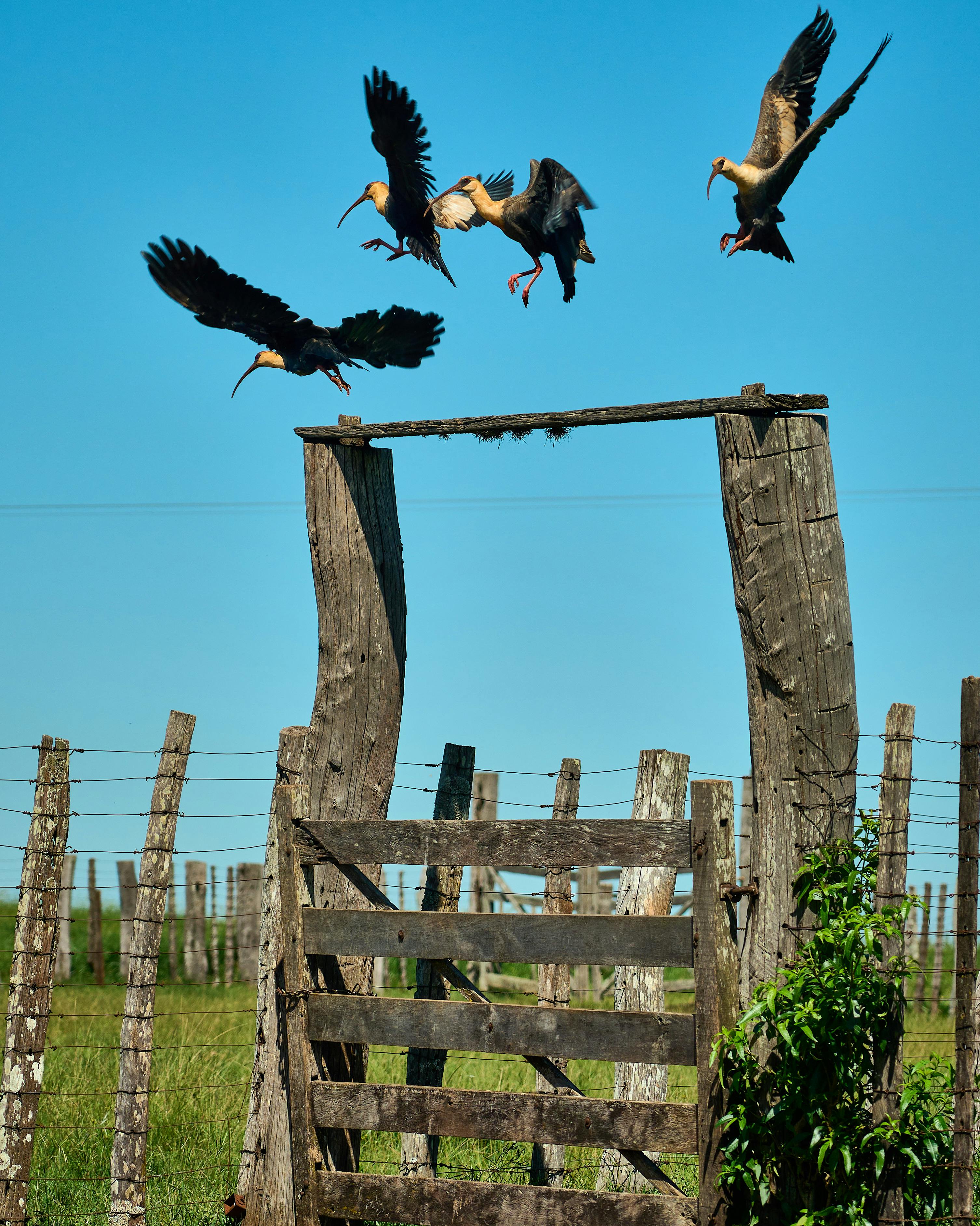 Flying Birds Arrow Photos, Download Free Flying Birds Arrow Stock ...