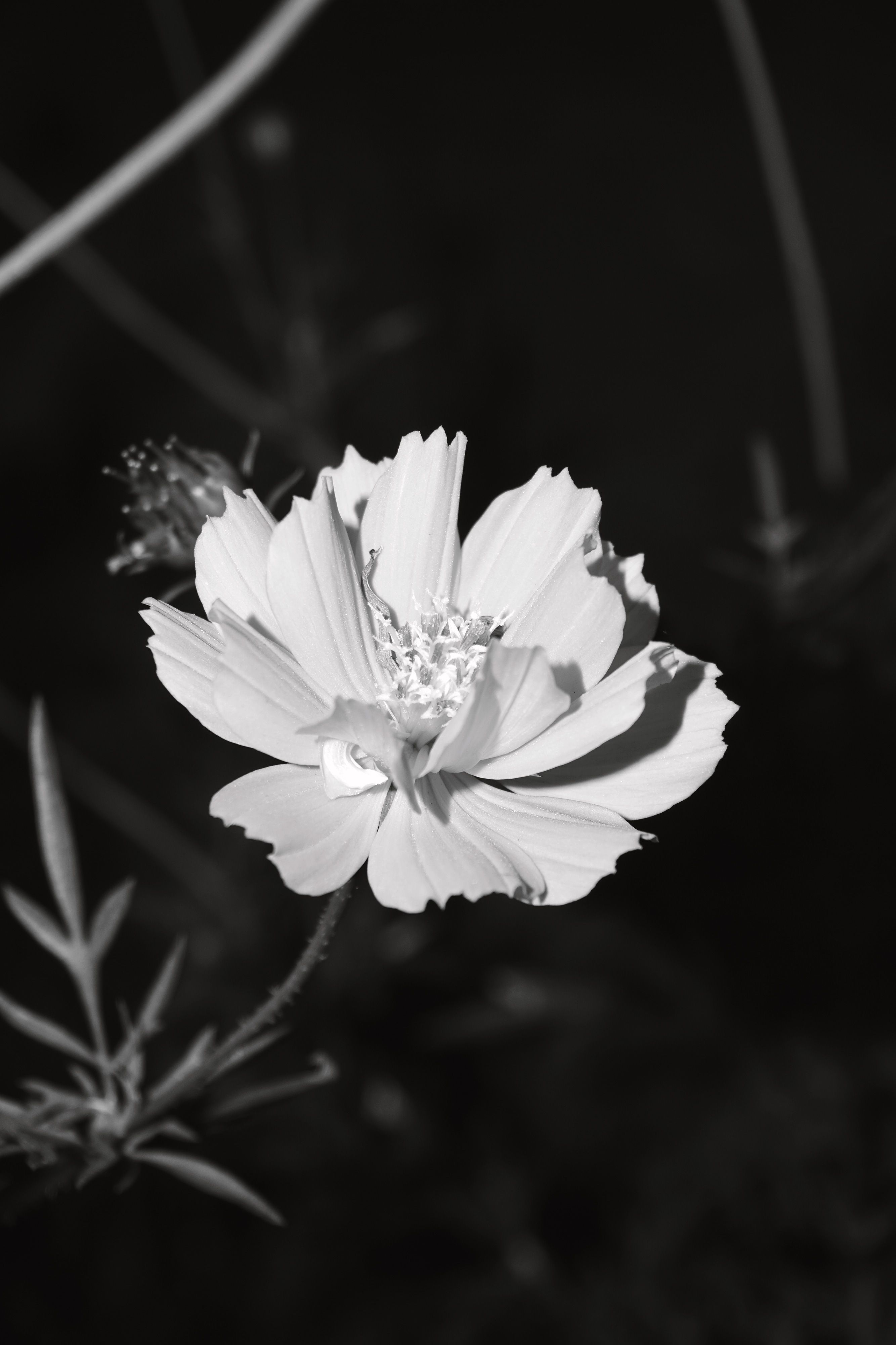 Monochrome Photography of a Tulip · Free Stock Photo