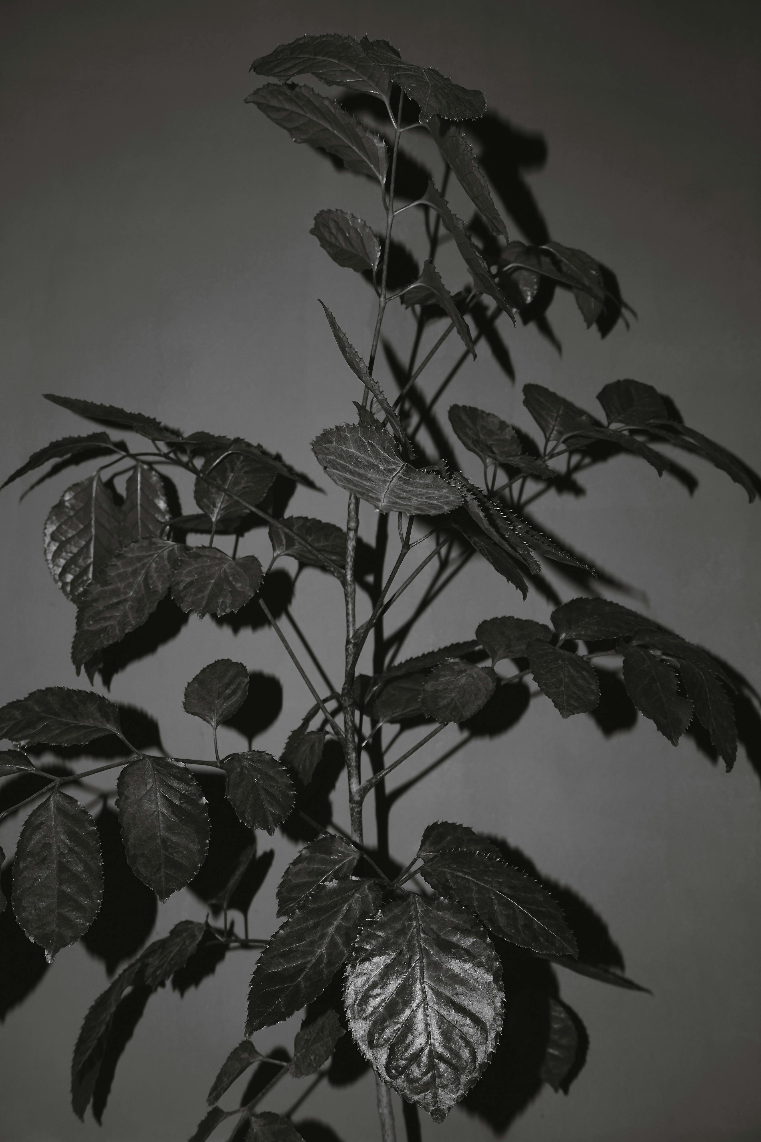Grayscale Photo of a Plant · Free Stock Photo