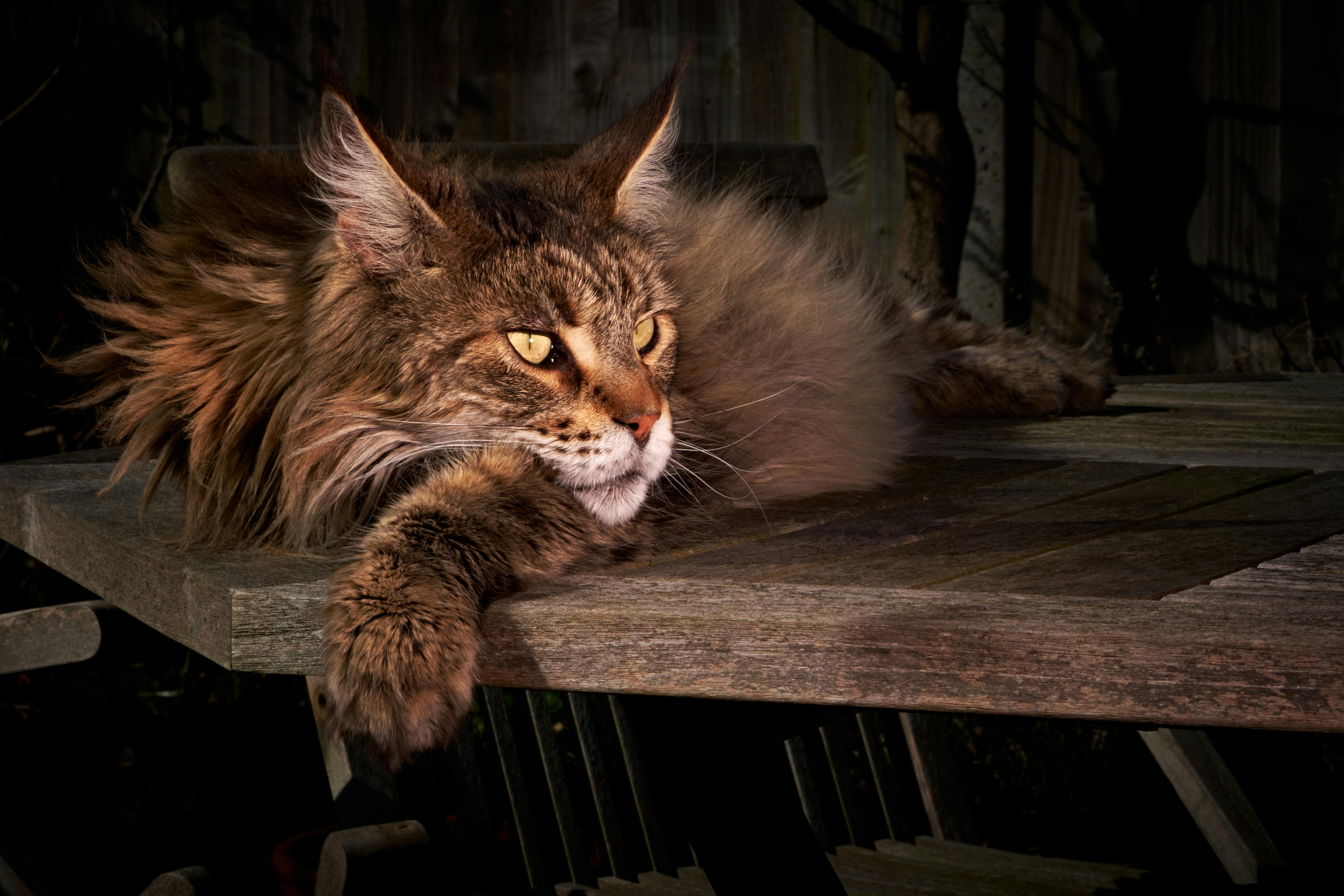 Maine Coon Photos, Download The BEST Free Maine Coon Stock Photos & HD ...
