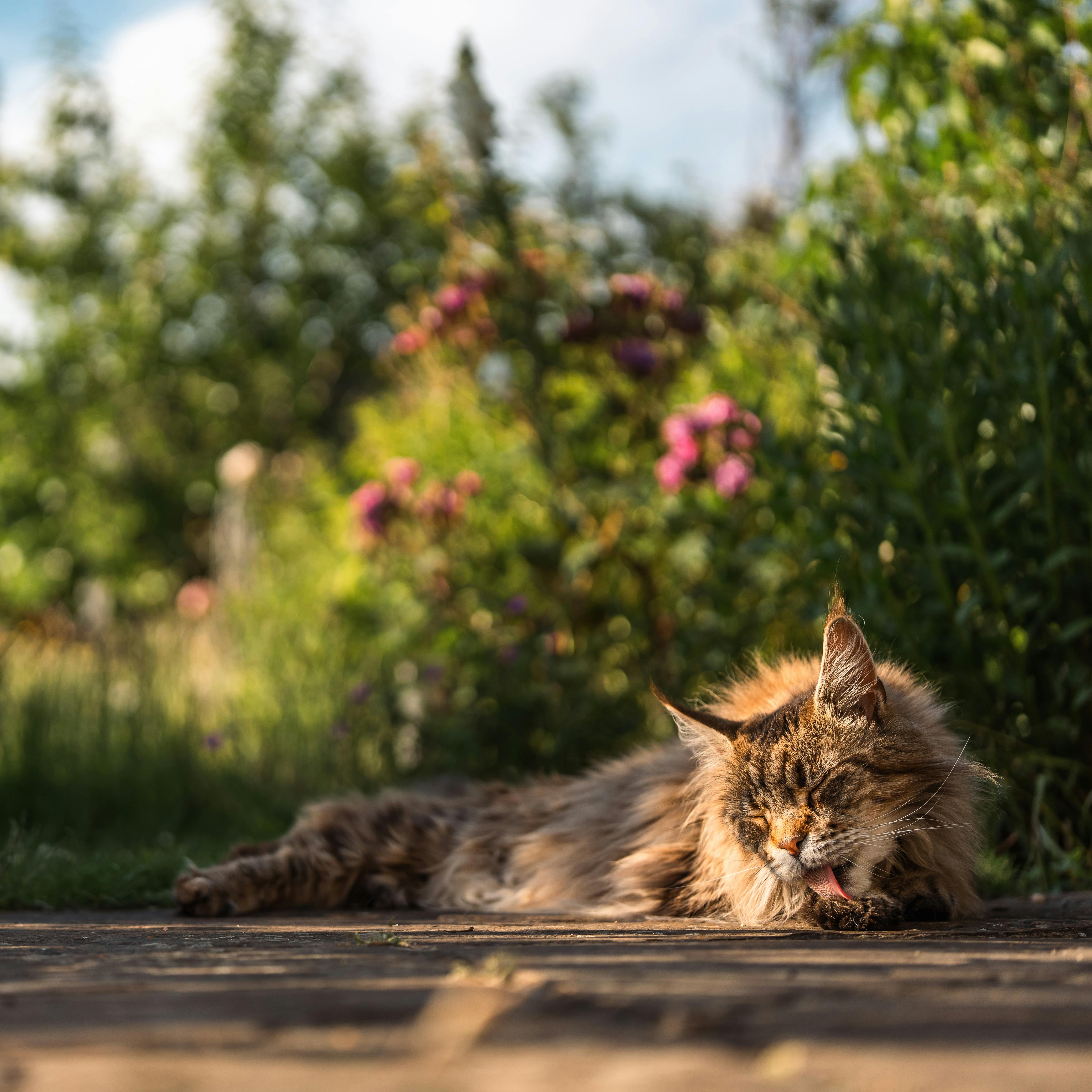 Main Coon Cat Photos, Download The BEST Free Main Coon Cat Stock Photos ...