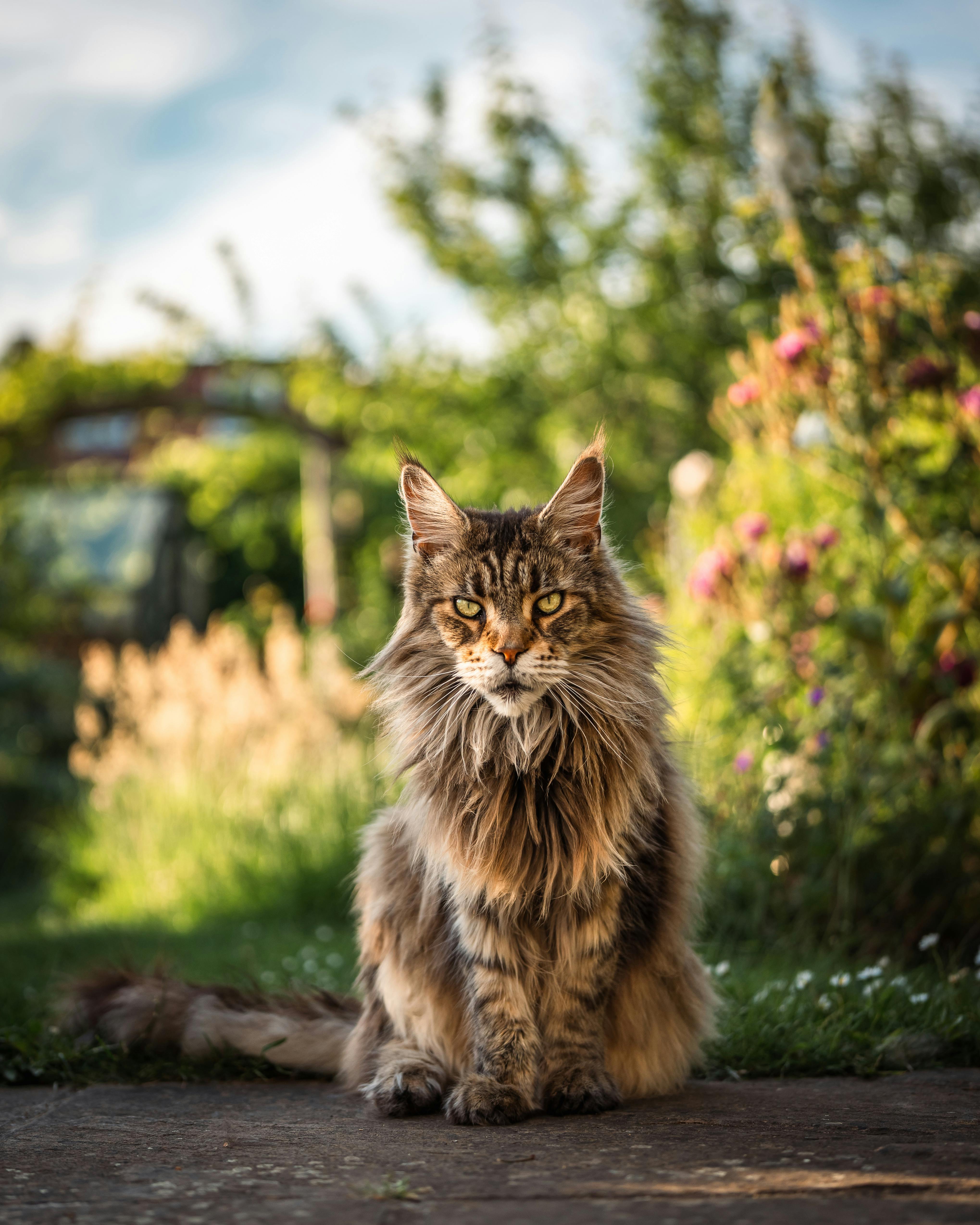Maine Coon Cat Photos, Download The BEST Free Maine Coon Cat Stock ...