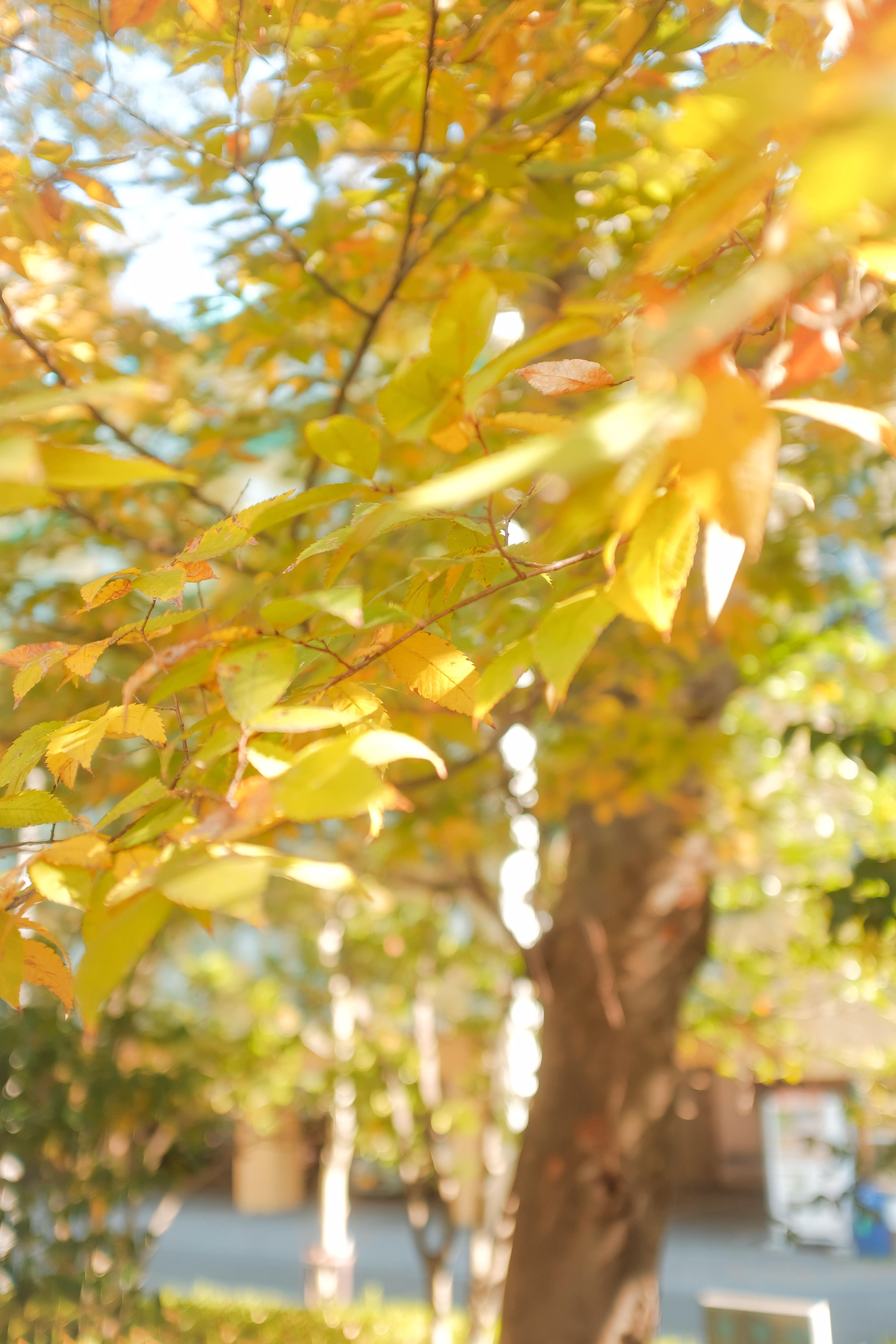 Trees with Yellow Leaves · Free Stock Photo