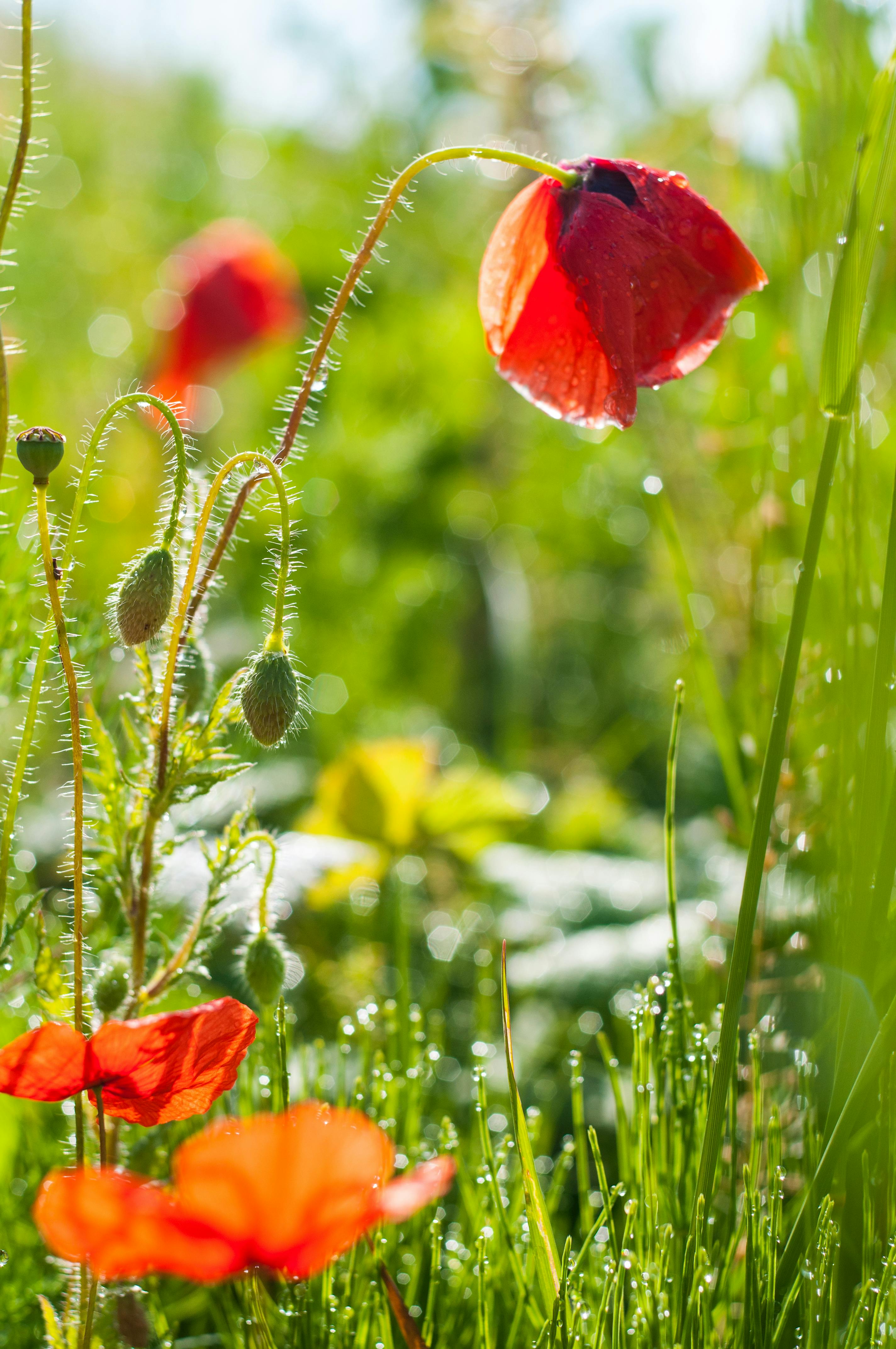 Photo of a Poppy Flower During Sunset · Free Stock Photo