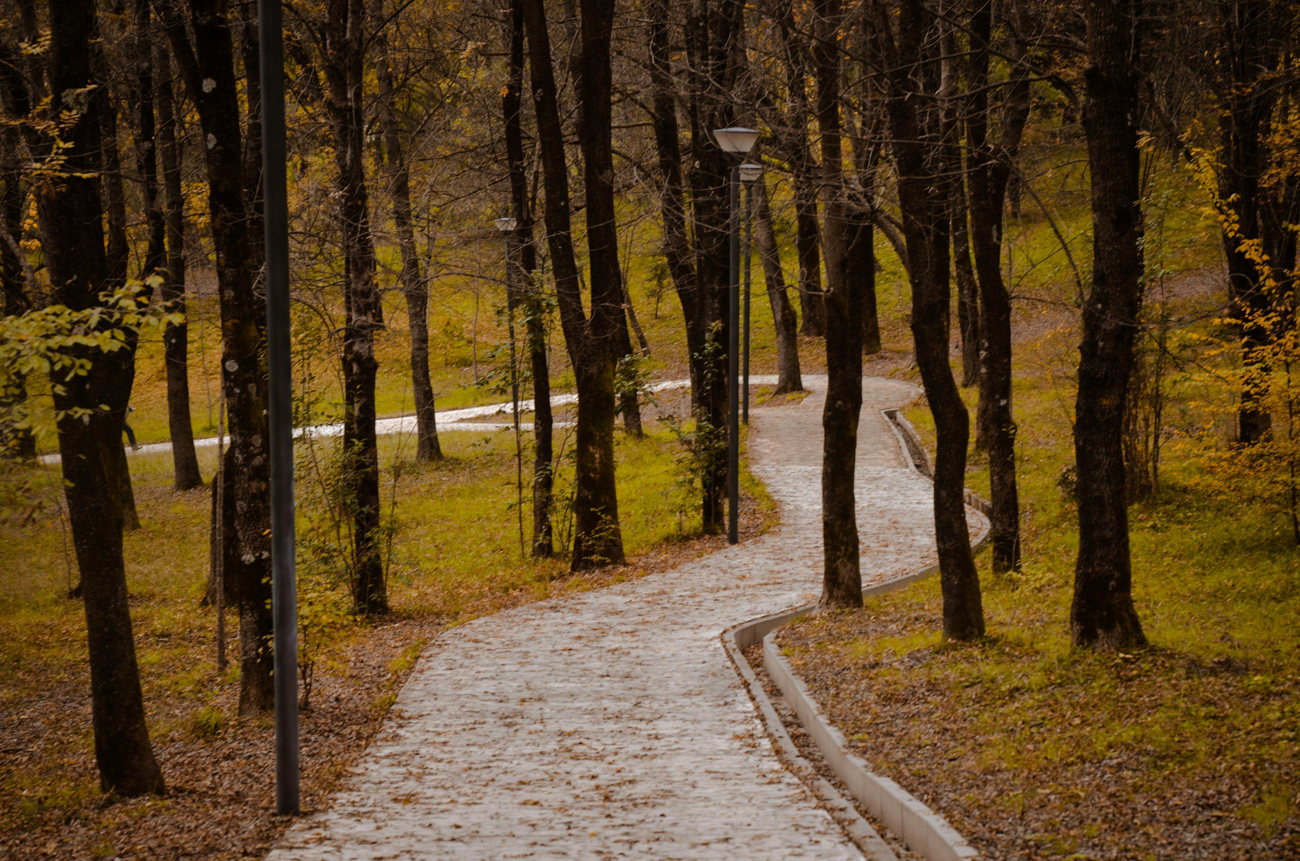Curvy Pathway Between Tall Trees · Free Stock Photo