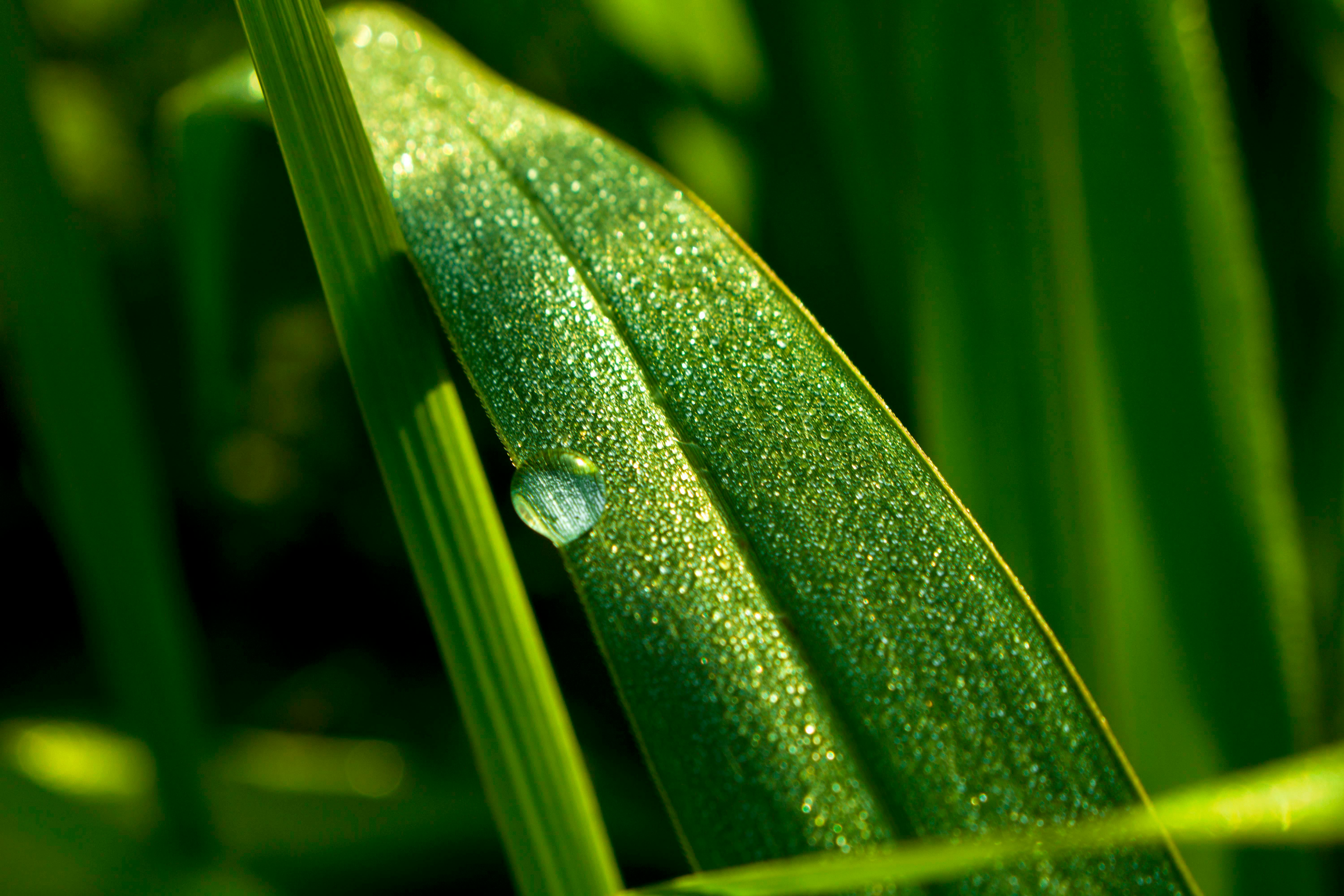 Adedamola Oyenuga - 写真