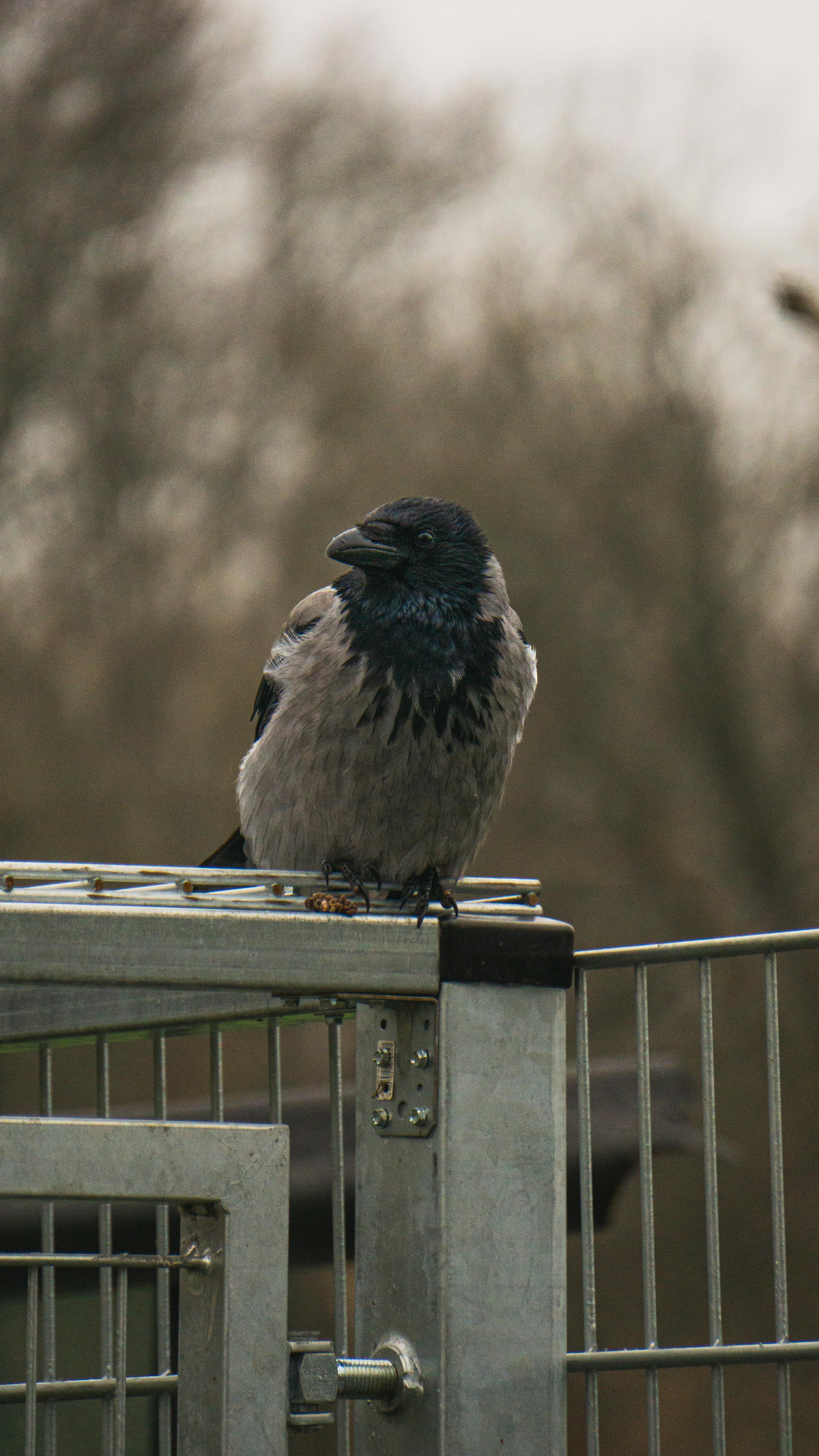 Scald Crow Photos, Download The BEST Free Scald Crow Stock Photos & HD ...