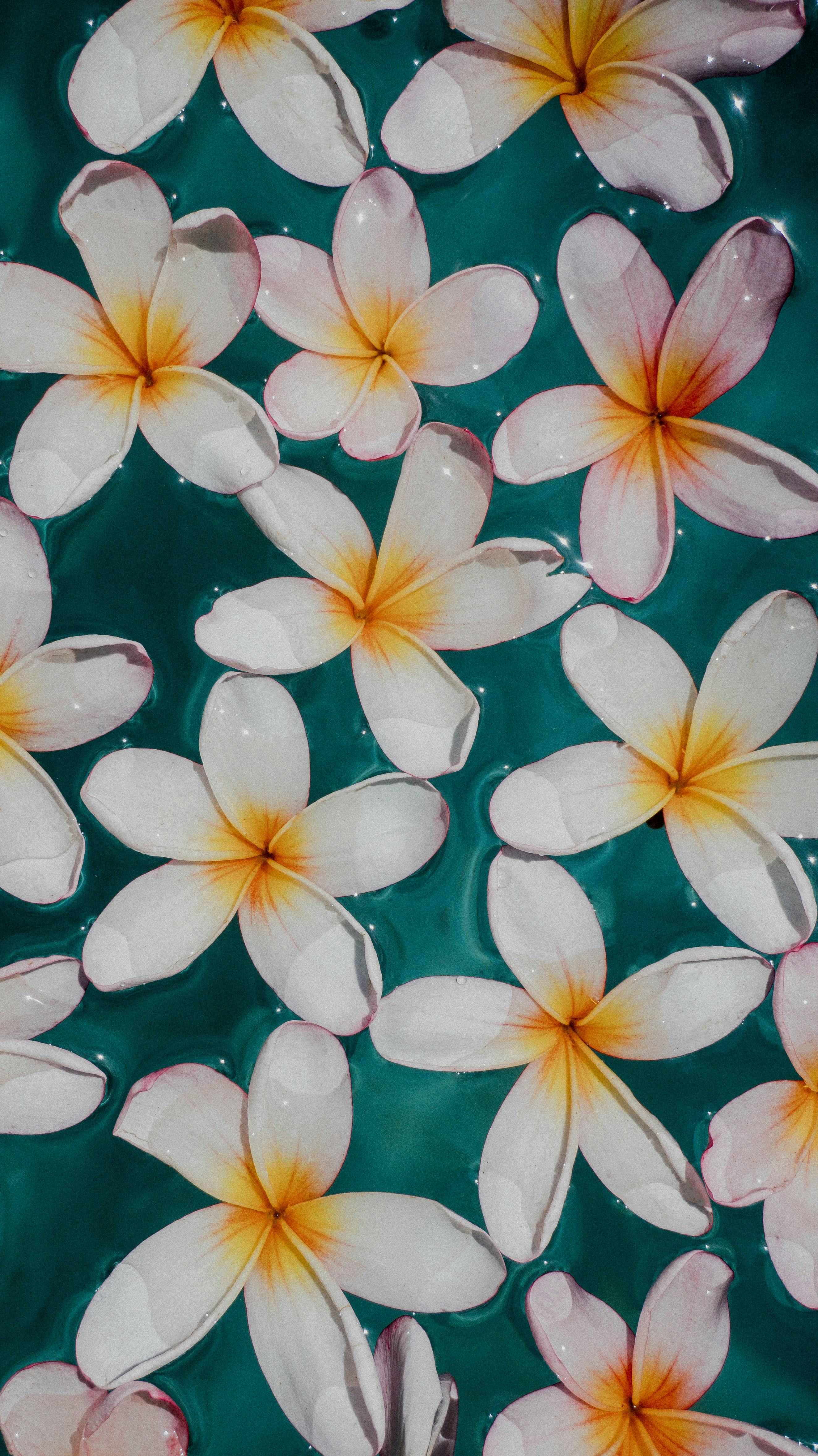 Background For Name Photos, Download Free Background For Name Stock ...