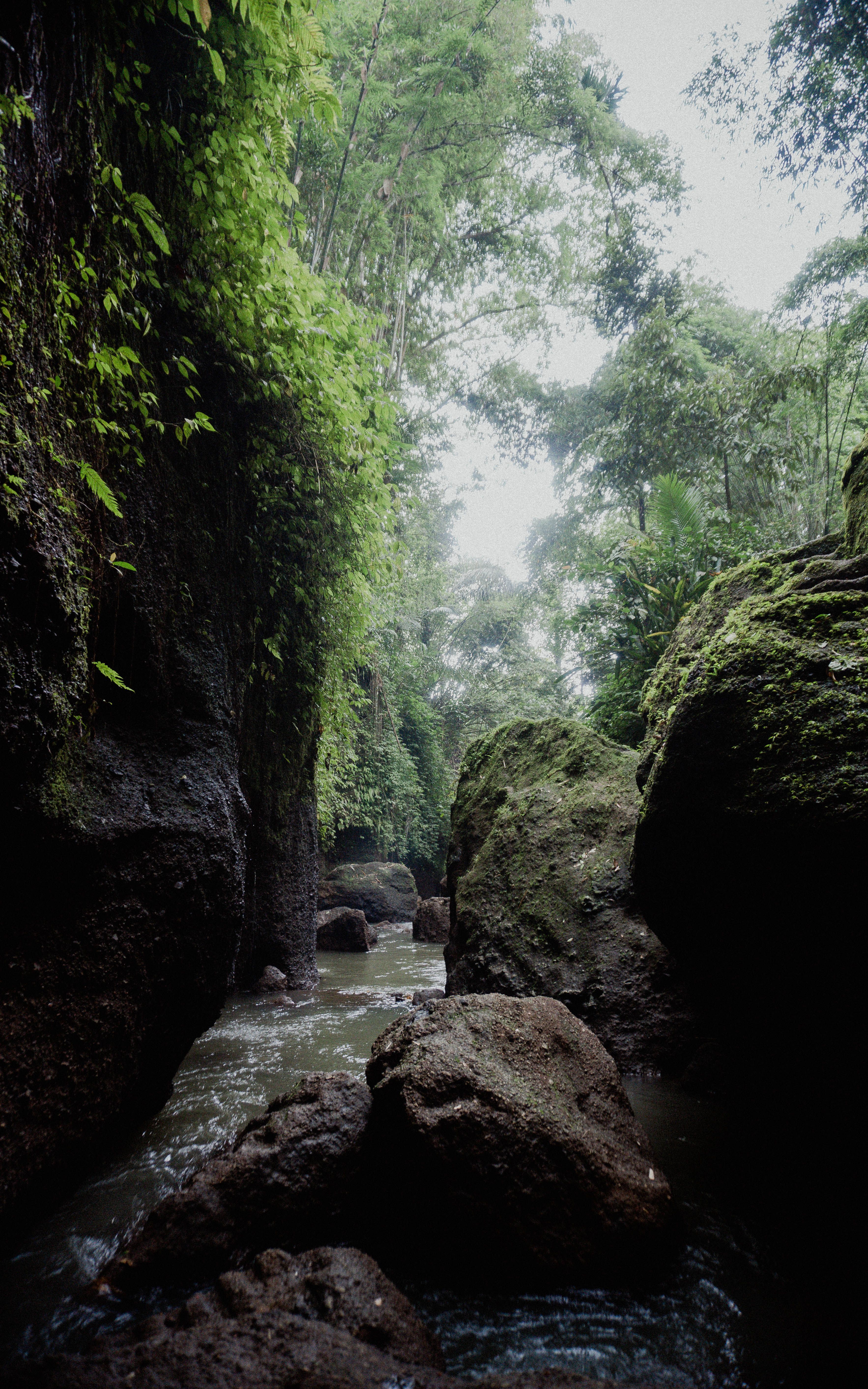 Stream near Rocks in Green Wild Forest · Free Stock Photo