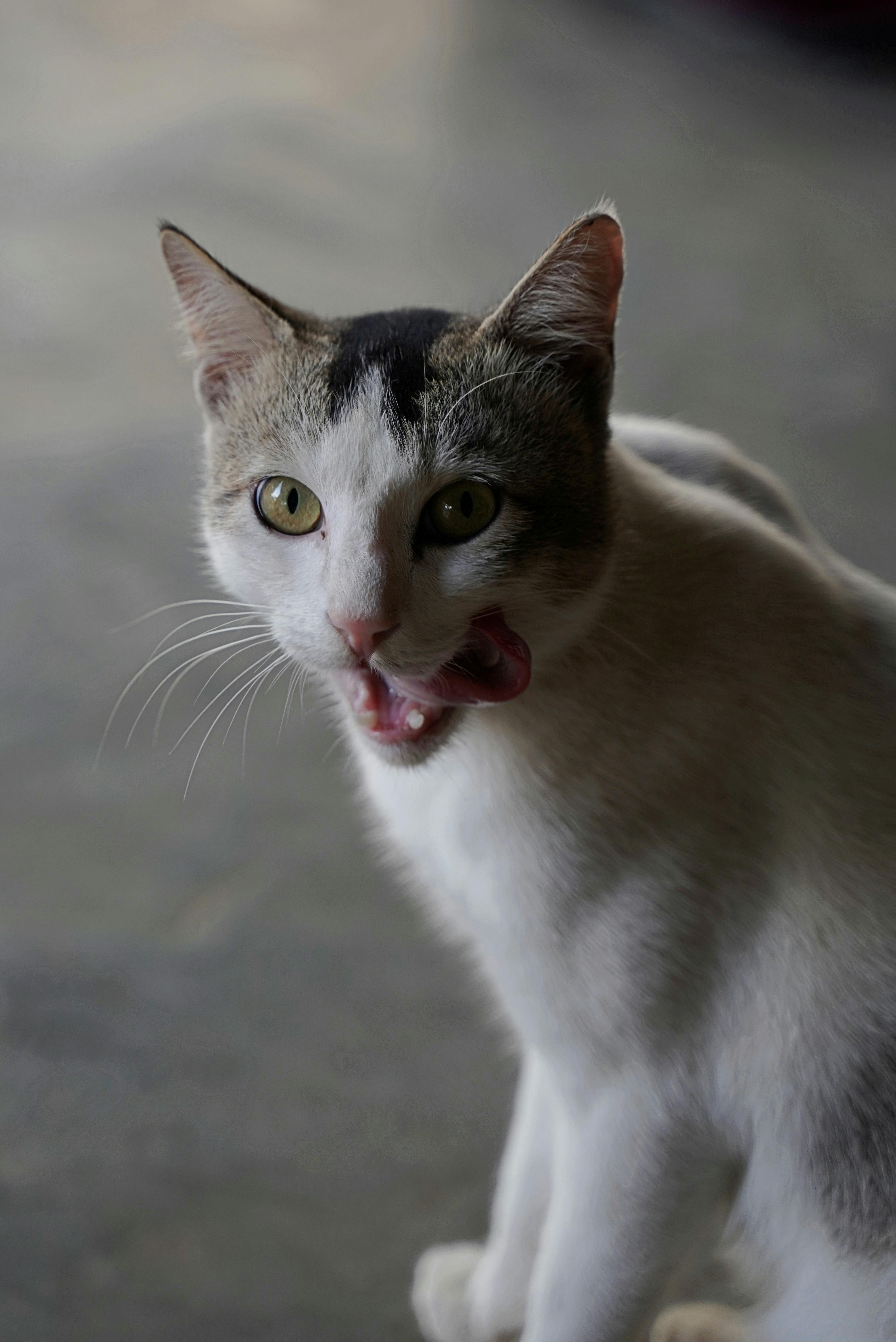 Cat in Close Up Photography · Free Stock Photo