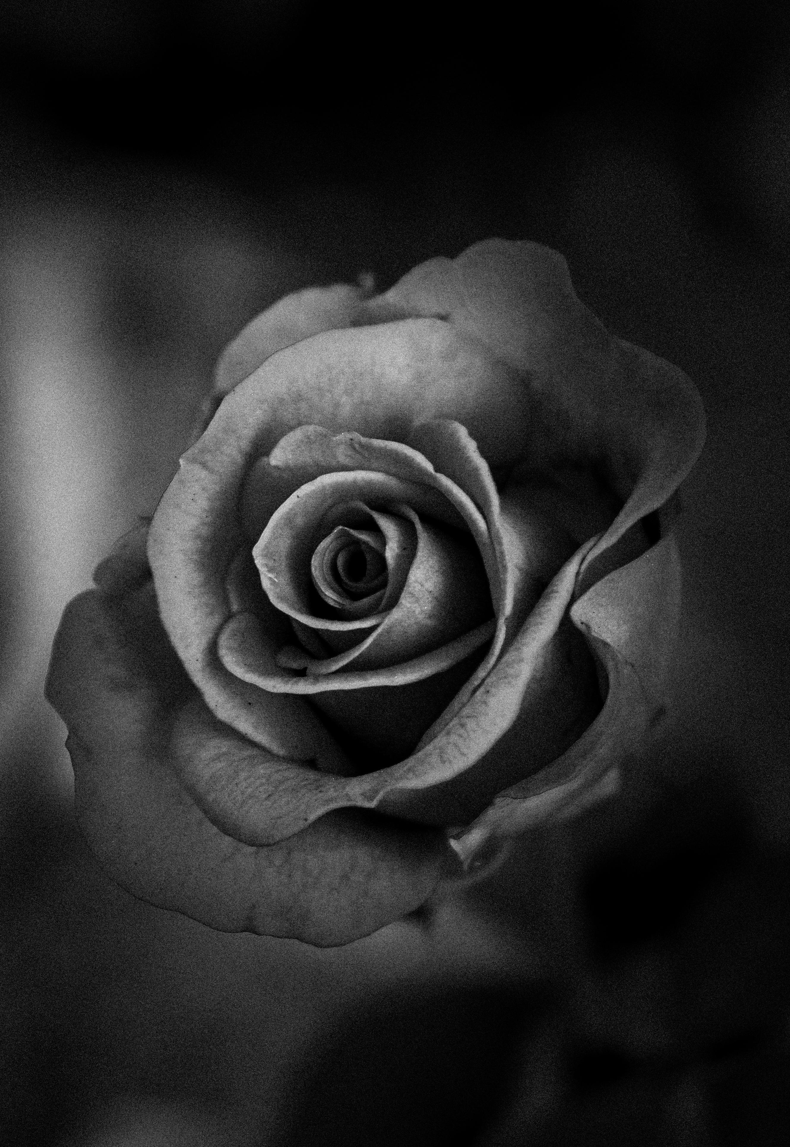 Grayscale Photo of Rose Flower · Free Stock Photo