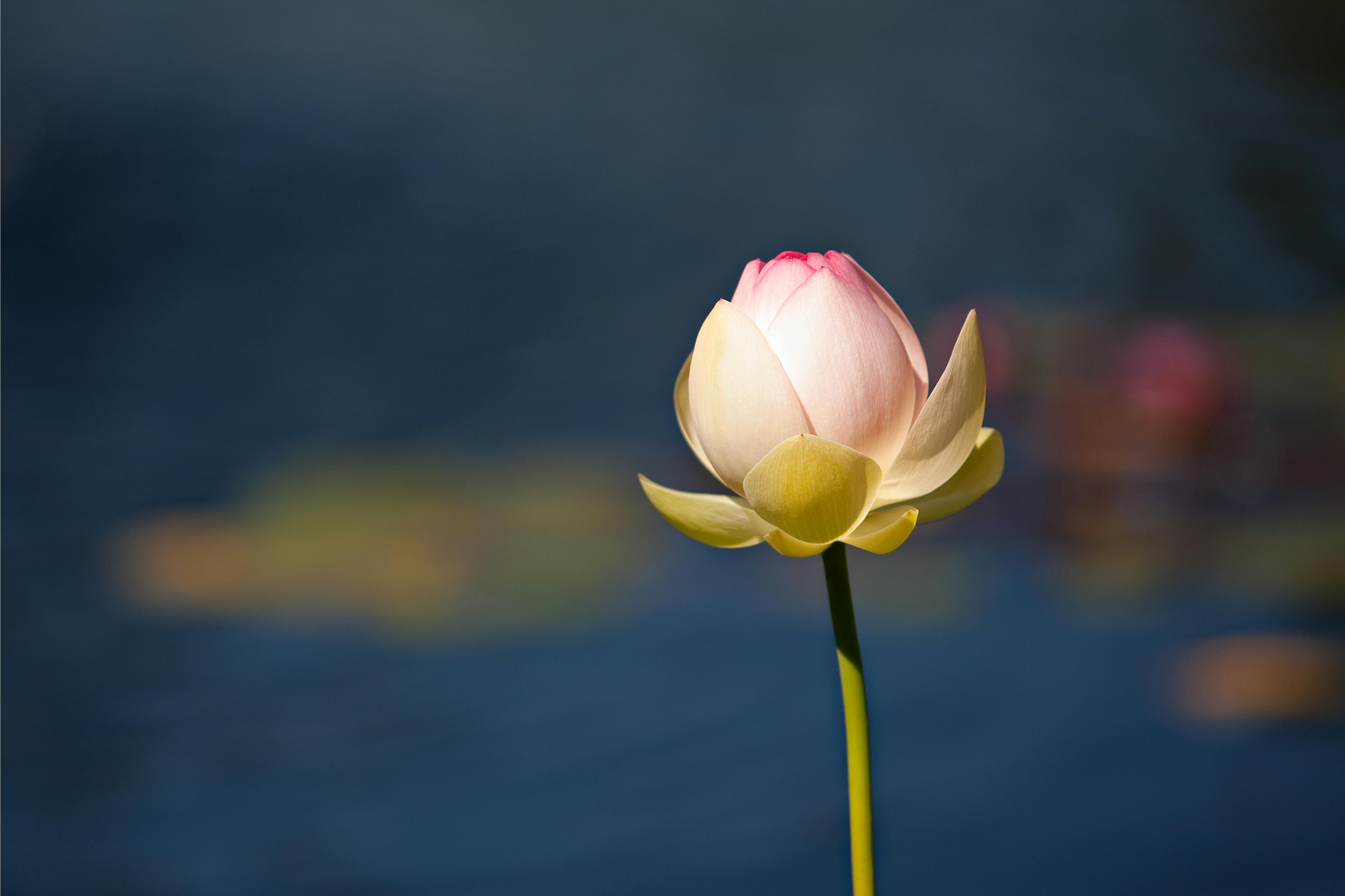 Photo of a Closed Lotus Flower · Free Stock Photo