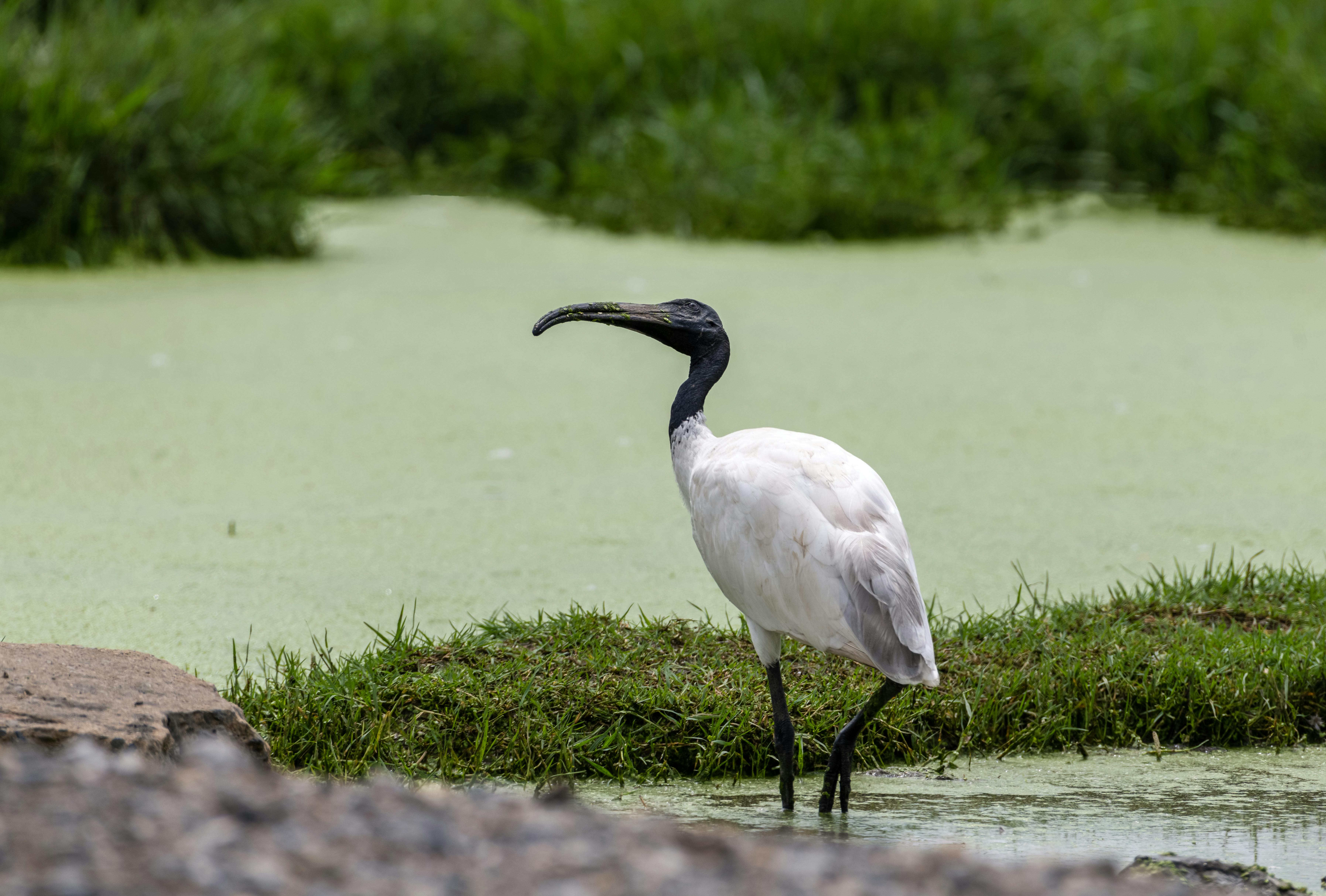 Photo of a Ibis · Free Stock Photo