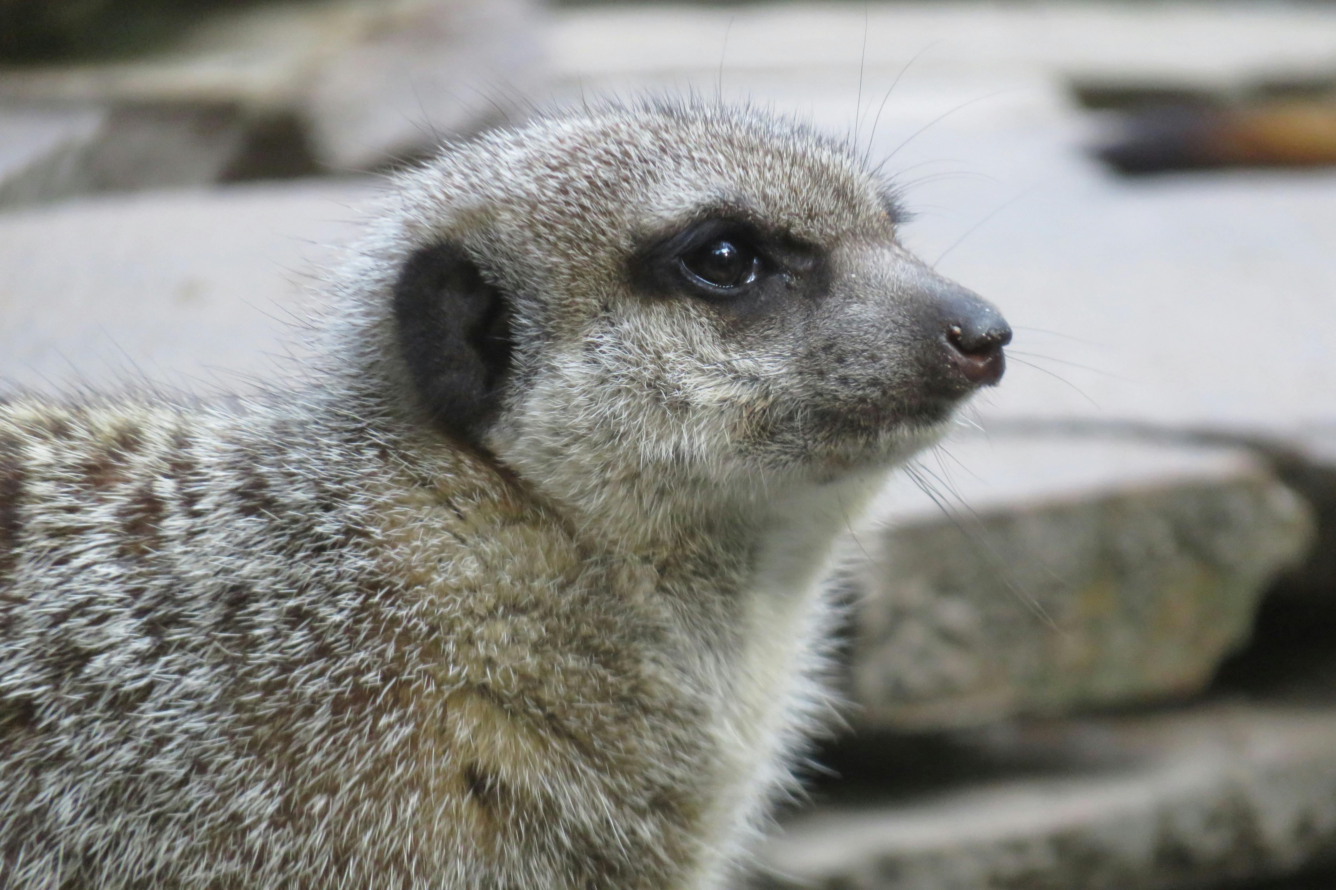 Animals 8 Photos & Videos Collected by Jesse Gerritsen