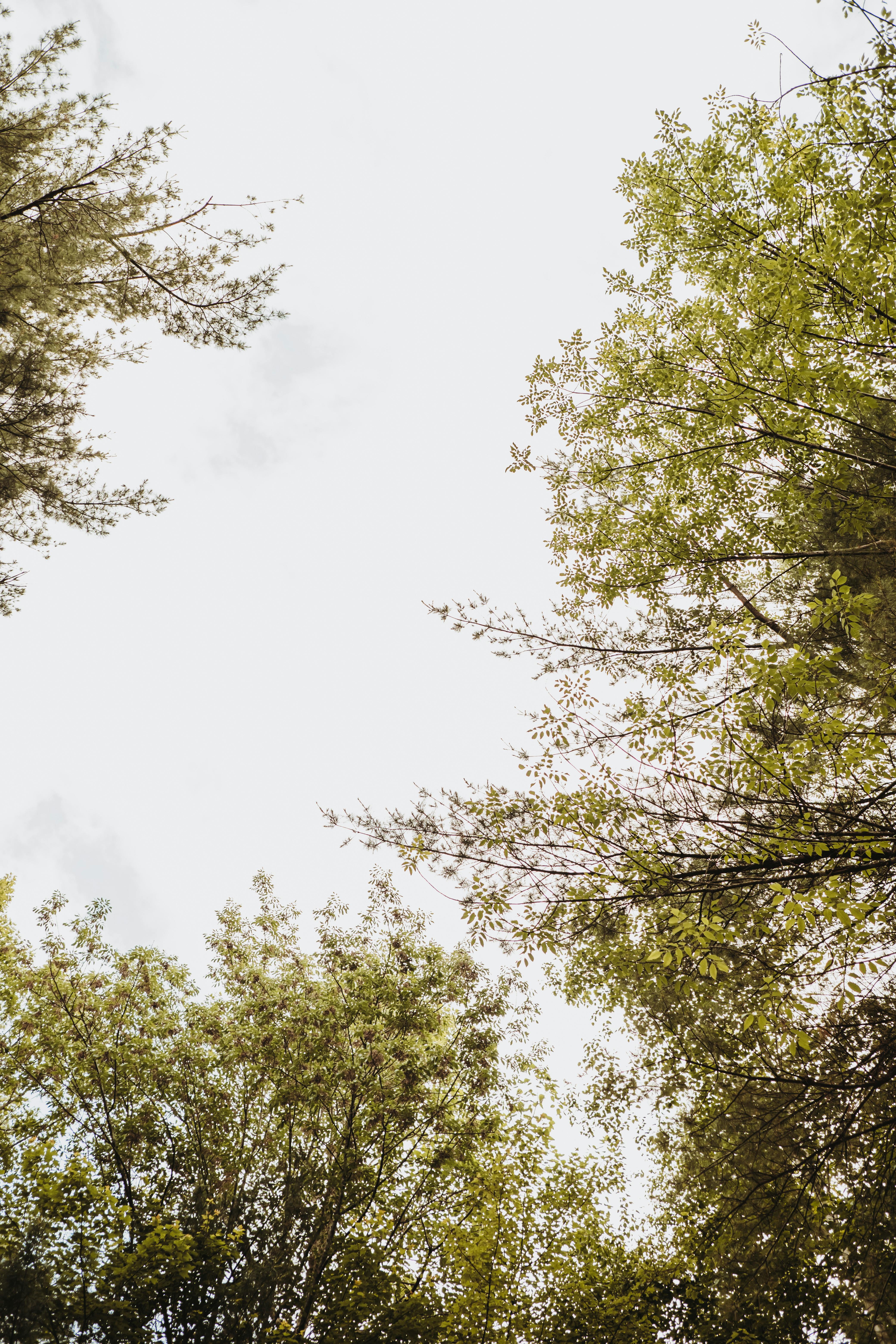 Green Leafed Tree Low Angle Photography · Free Stock Photo