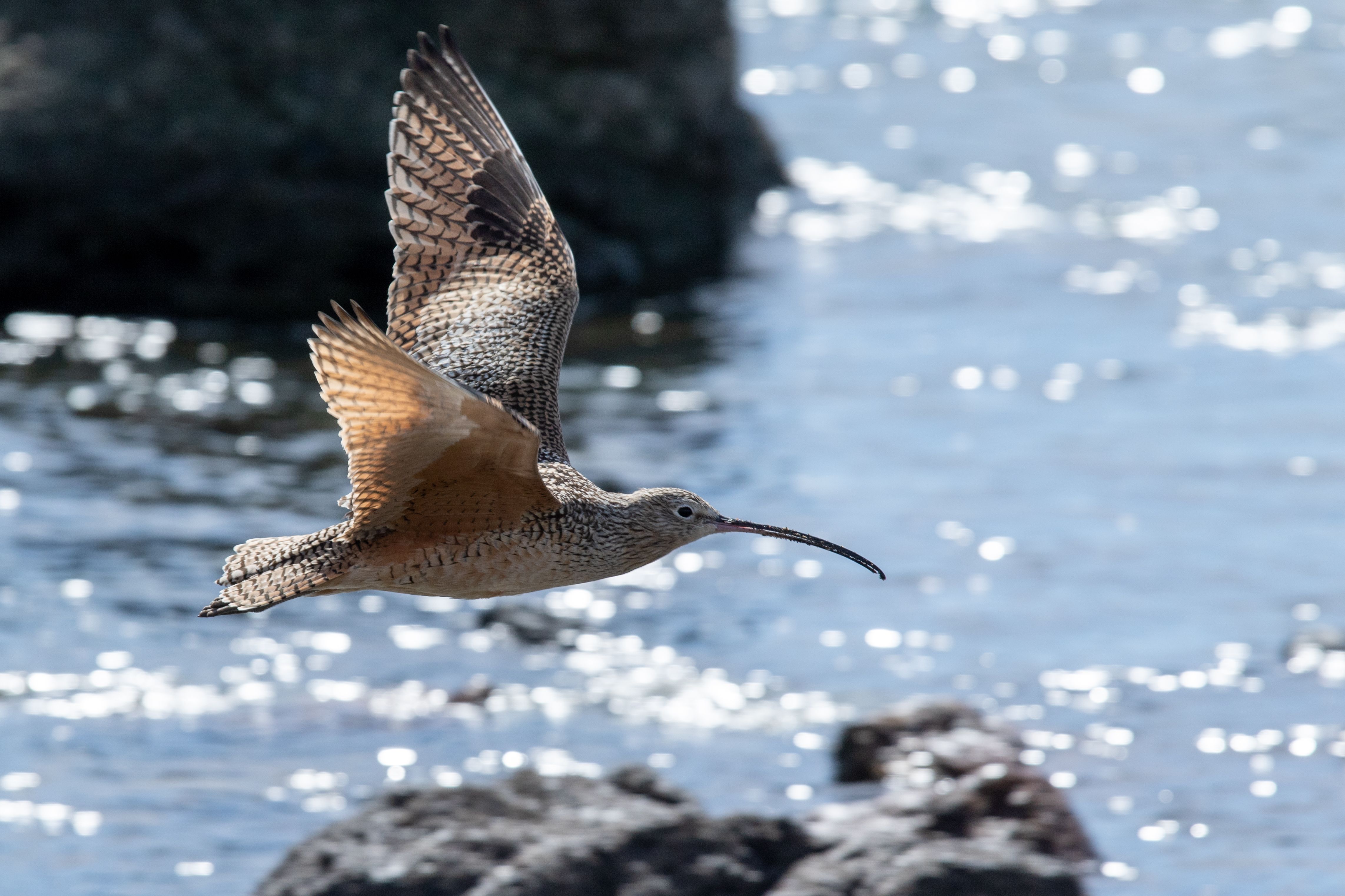 Curlew Photos, Download The BEST Free Curlew Stock Photos & HD Images