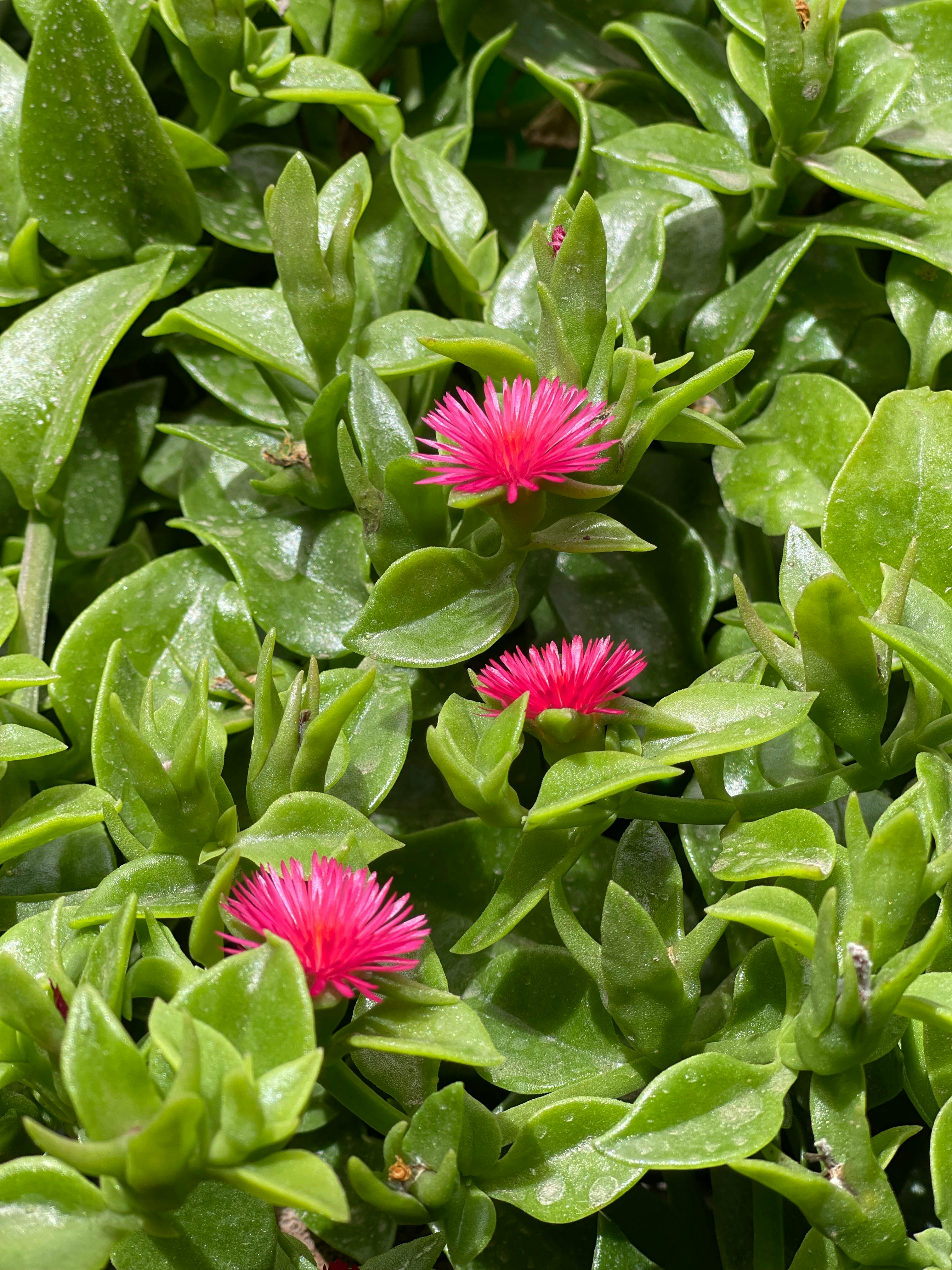 Baby Sun Rose Plant in Close-up Photography · Free Stock Photo